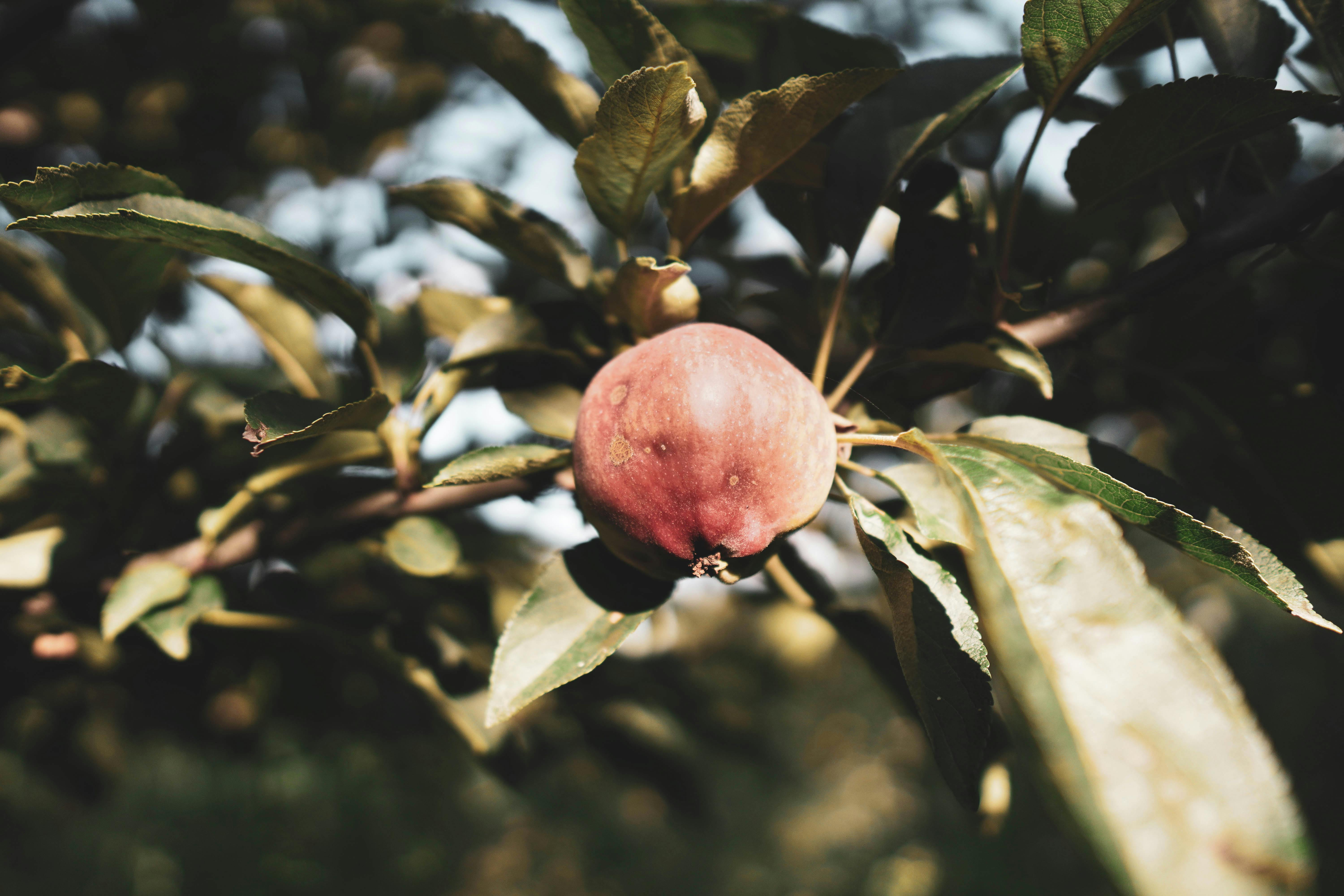 Pomegranate Tree · Free Stock Photo