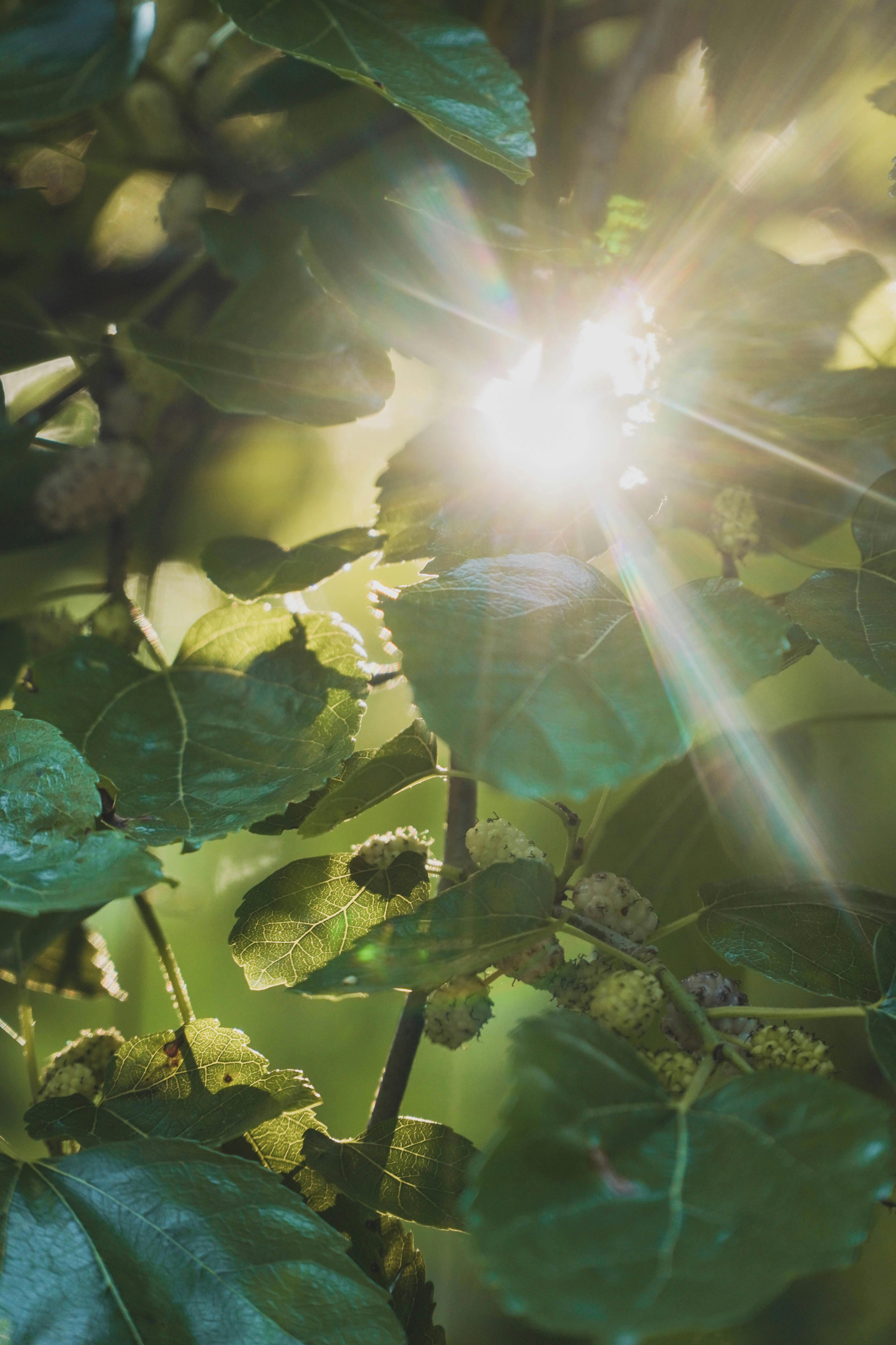 Green Leaves With Sun Rays · Free Stock Photo