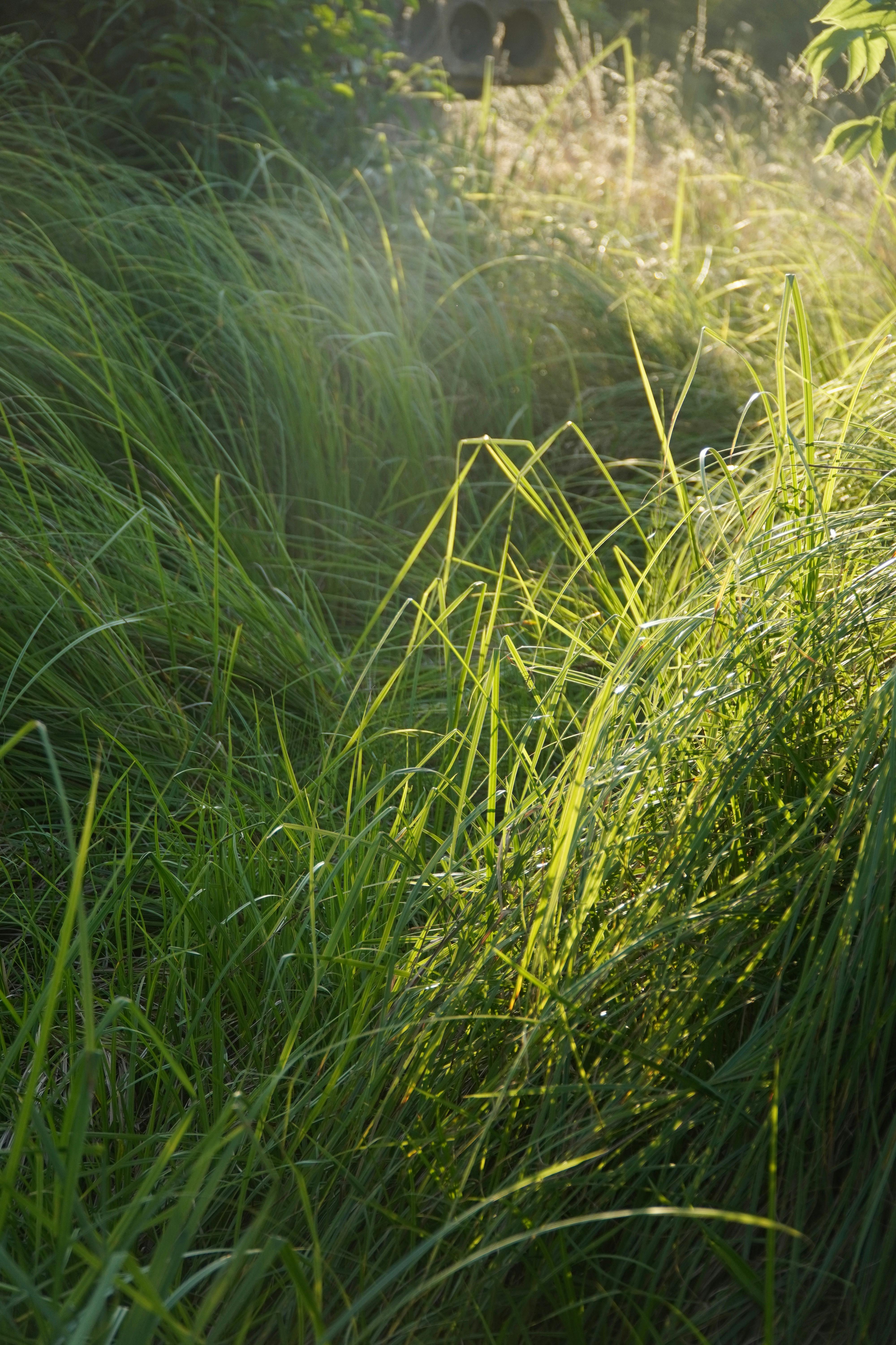 A Foliage of Green Tall Grass · Free Stock Photo