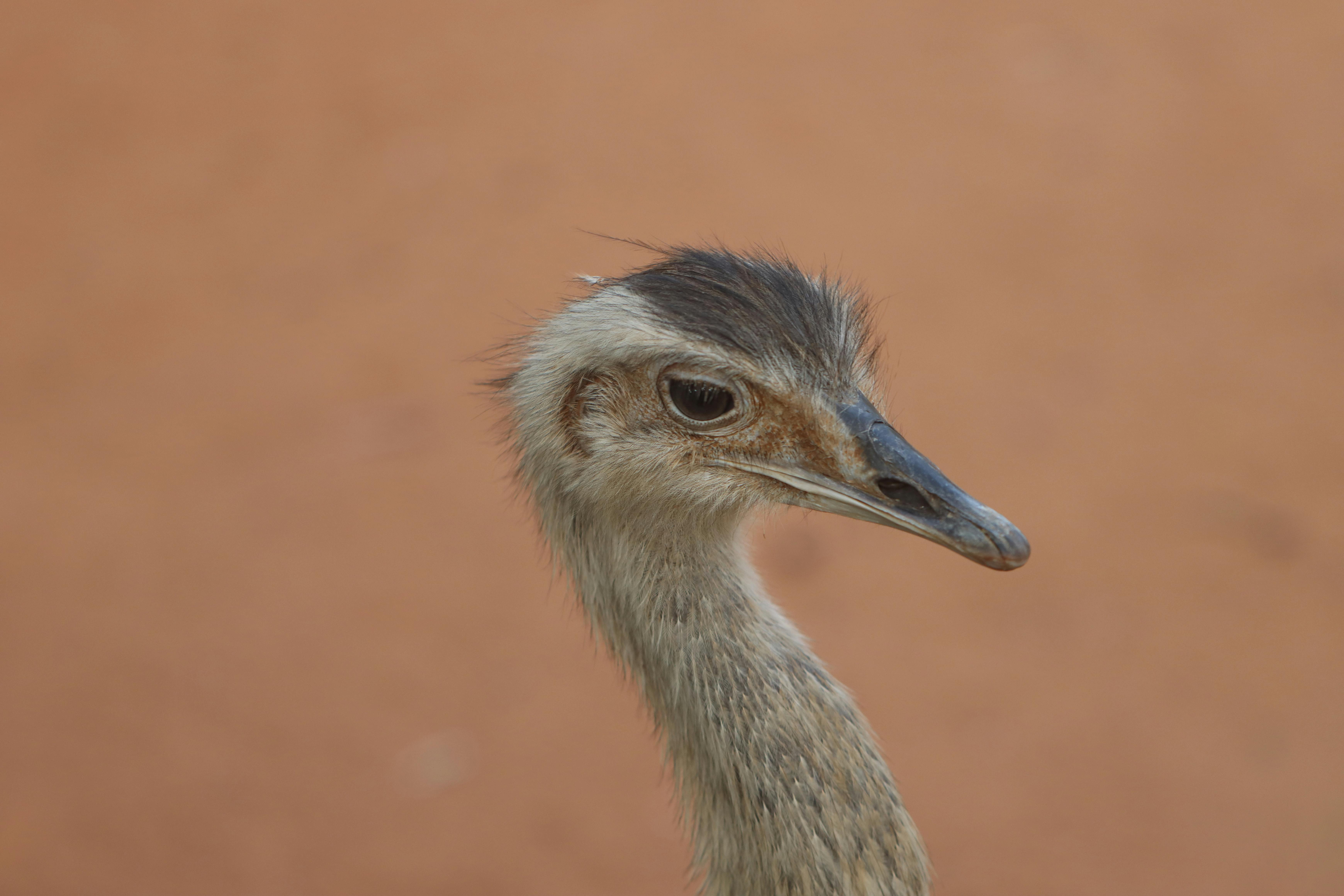 Greater Rhea Bird Head in Close-Up Photography · Free Stock Photo