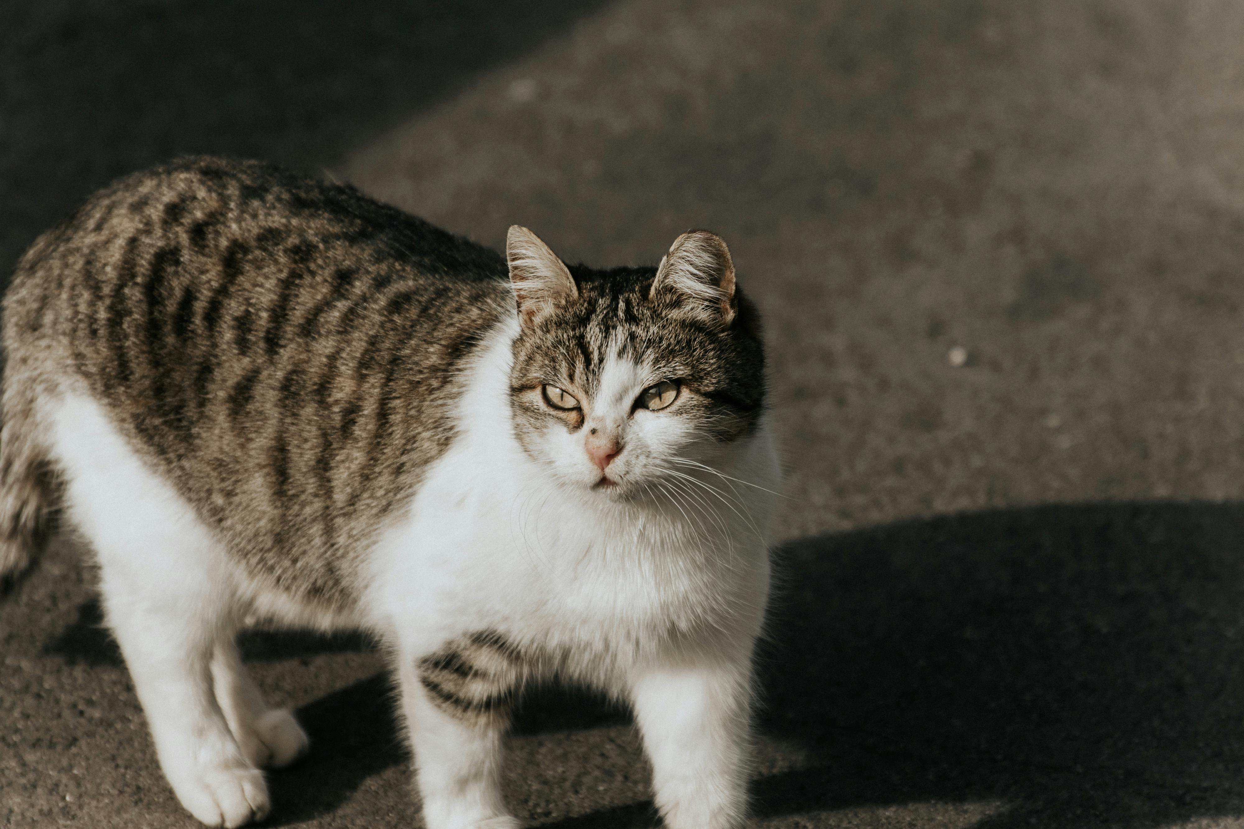 41,654+ Best Free Cat walking Stock Photos & Images · 100% Royalty-Free ...