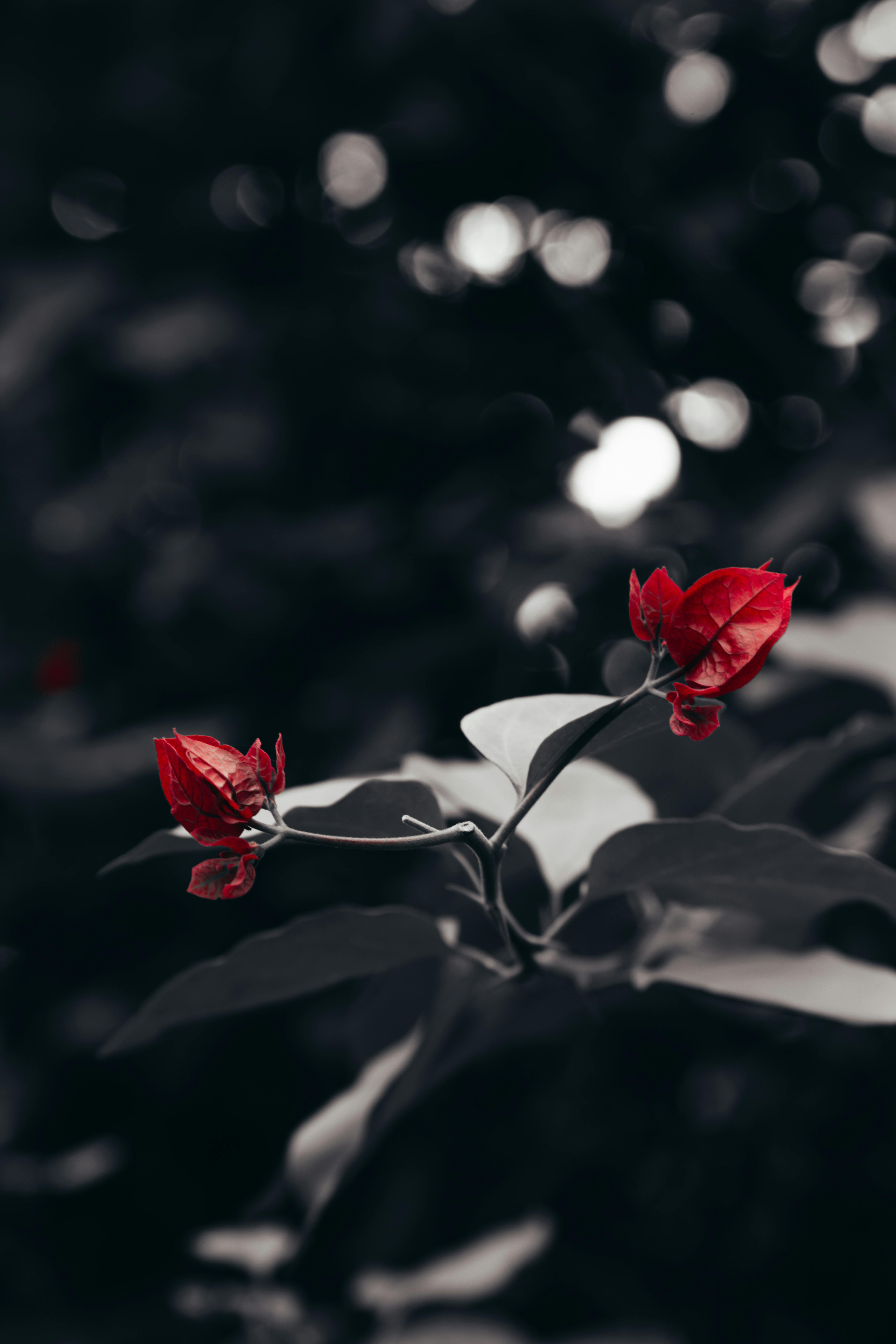 Red Flowers on Tree in Garden · Free Stock Photo