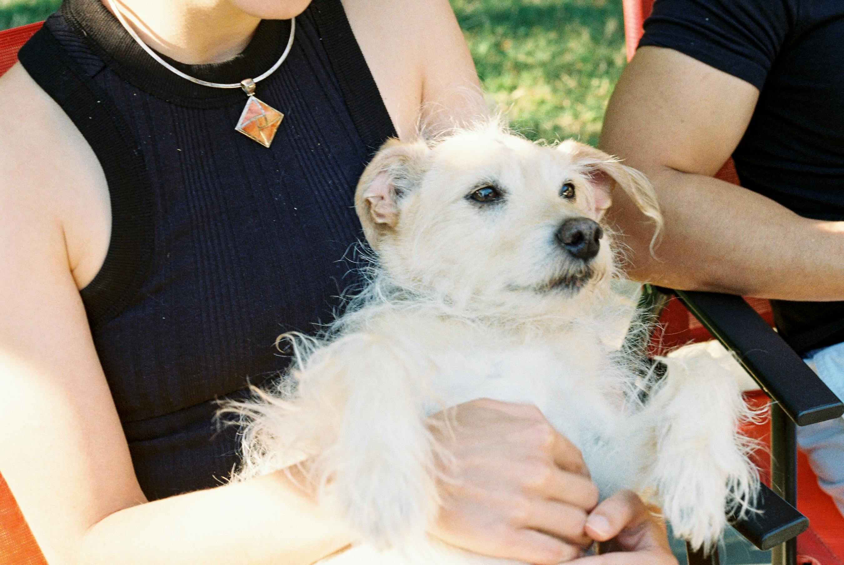 A Person Holding a Dog · Free Stock Photo