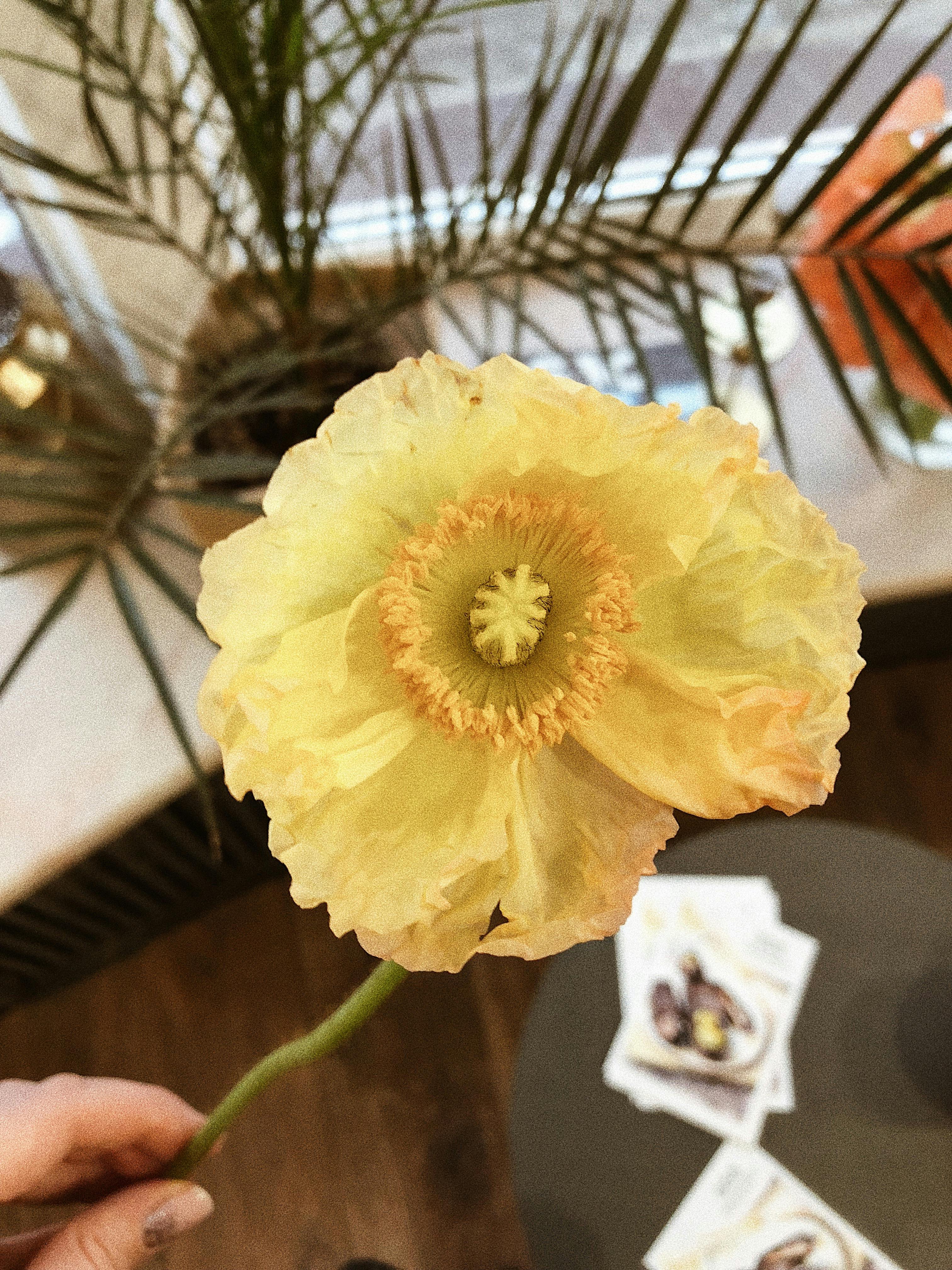 Yellow Poppy Flower in Closeup Photography · Free Stock Photo