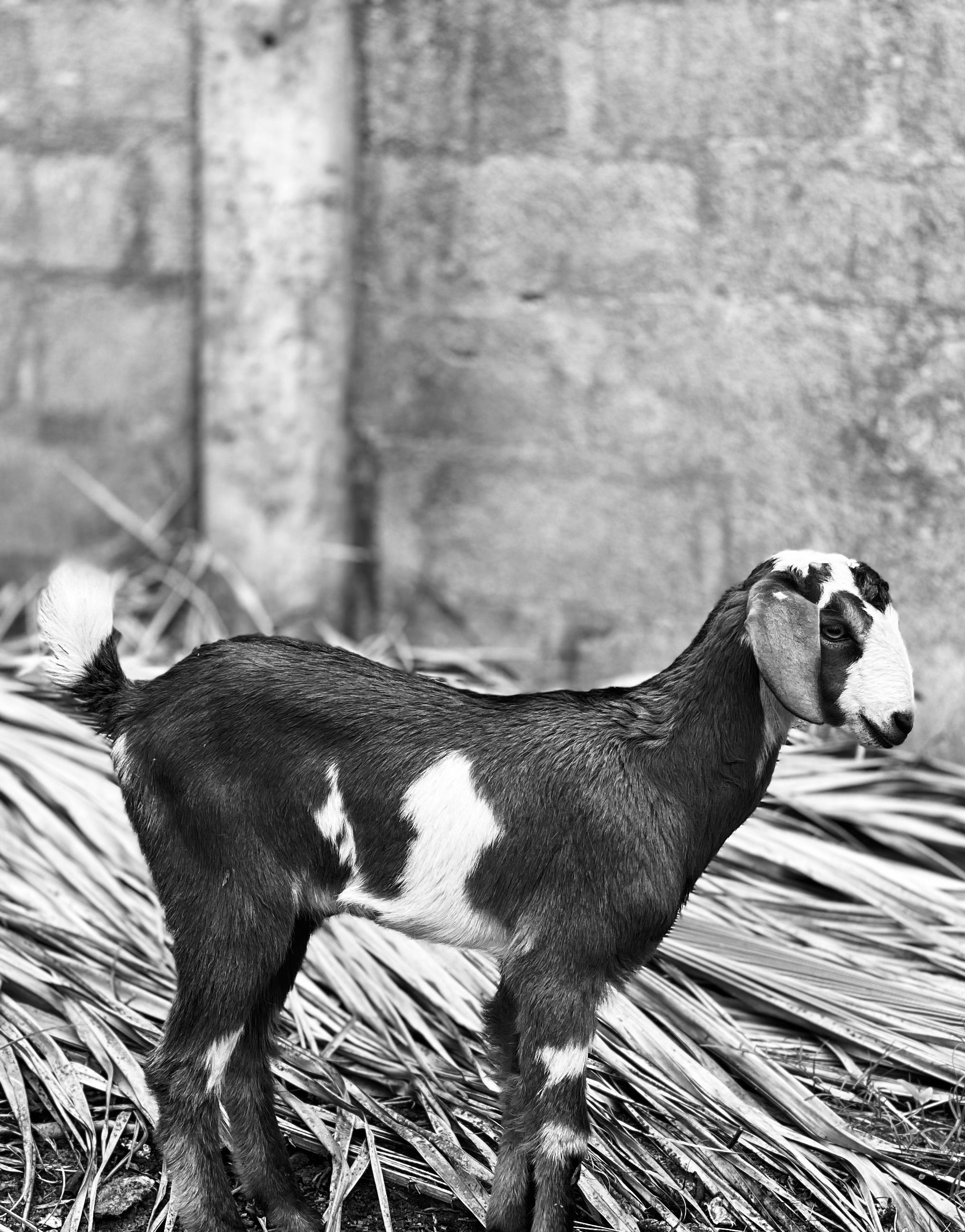 Grayscale Photo of a Goat · Free Stock Photo