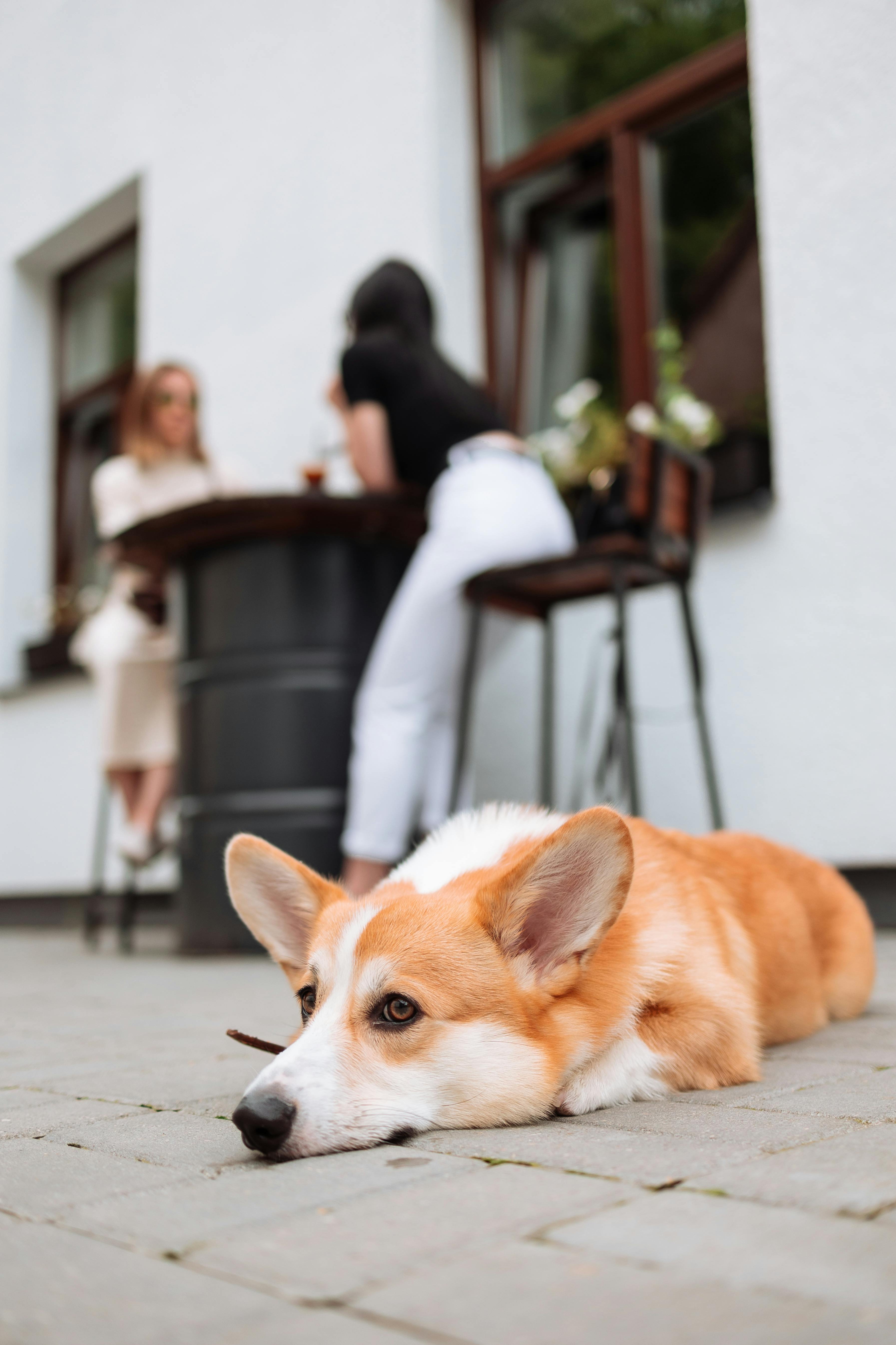A Cute Pembroke Welsh Corgi Resting · Free Stock Photo