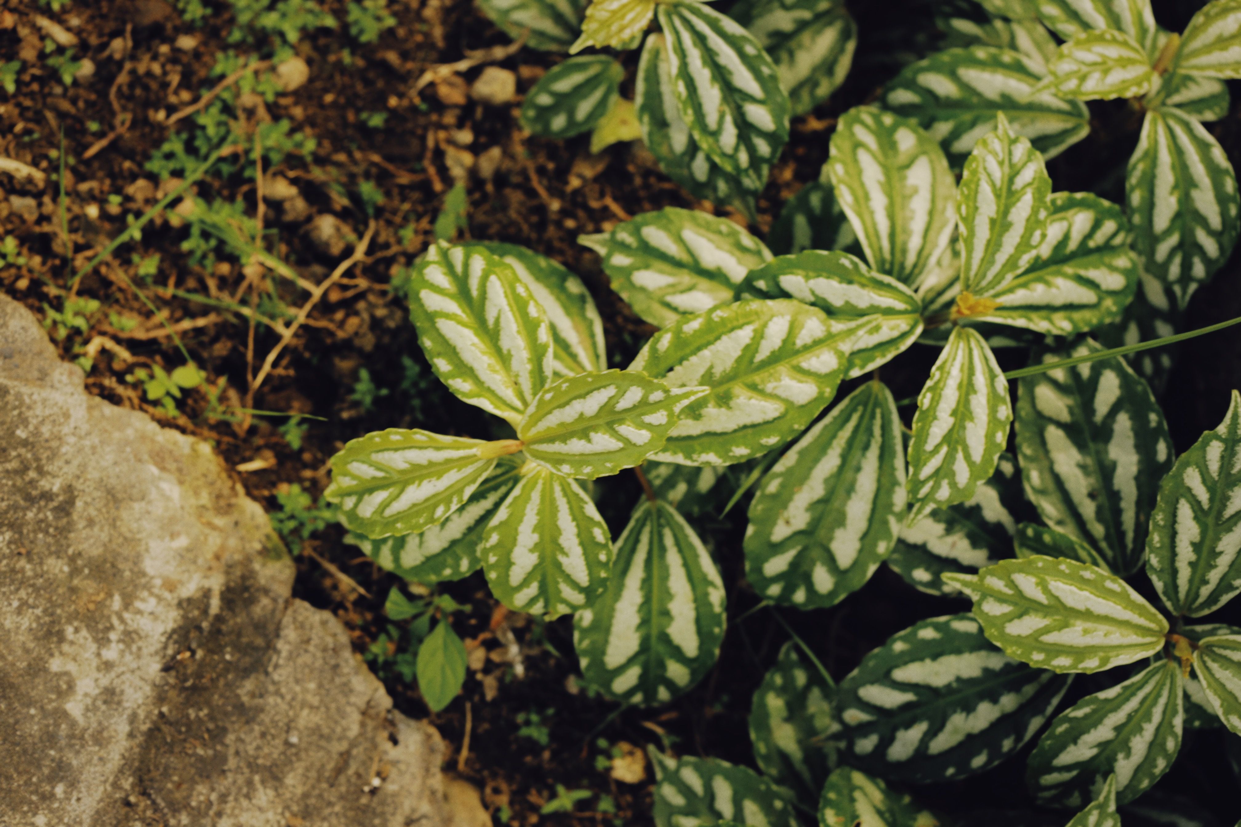 Gyumolcs Soil Zelt Photos, Download Free Gyumolcs Soil Zelt Stock ...