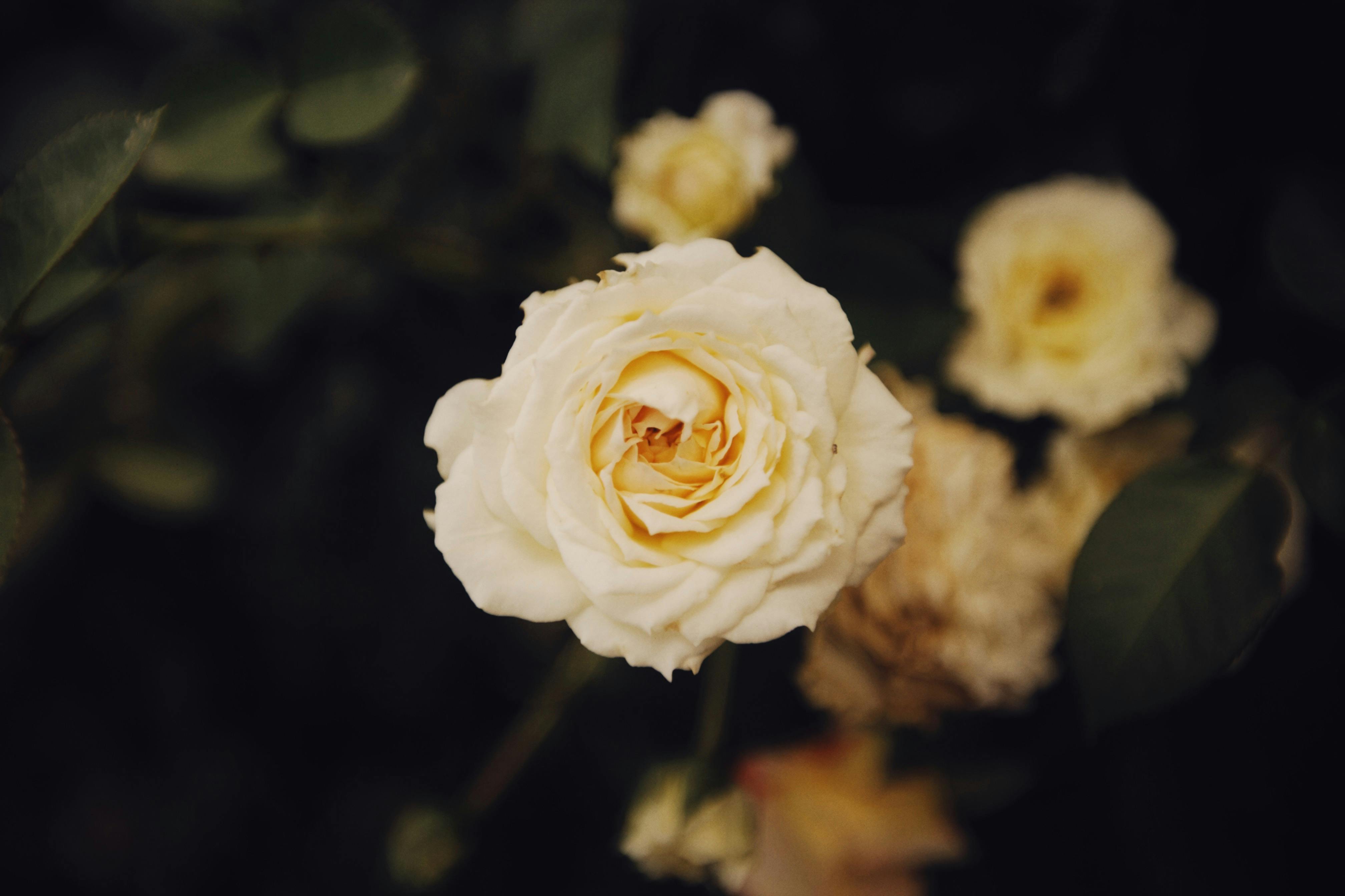 A Beautiful White Rose in Close-up Photography · Free Stock Photo