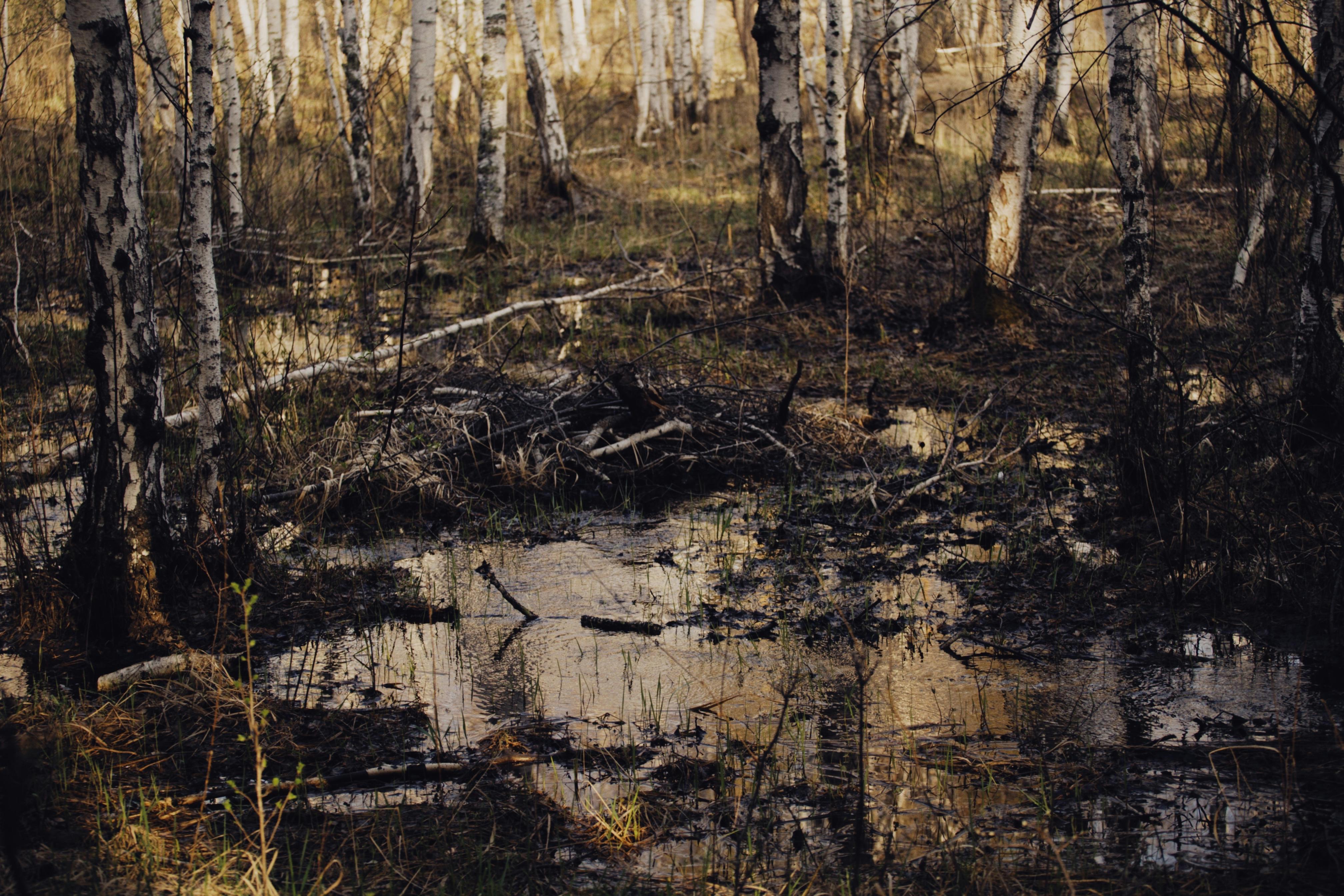 Muddy Environment Photos, Download The BEST Free Muddy Environment ...