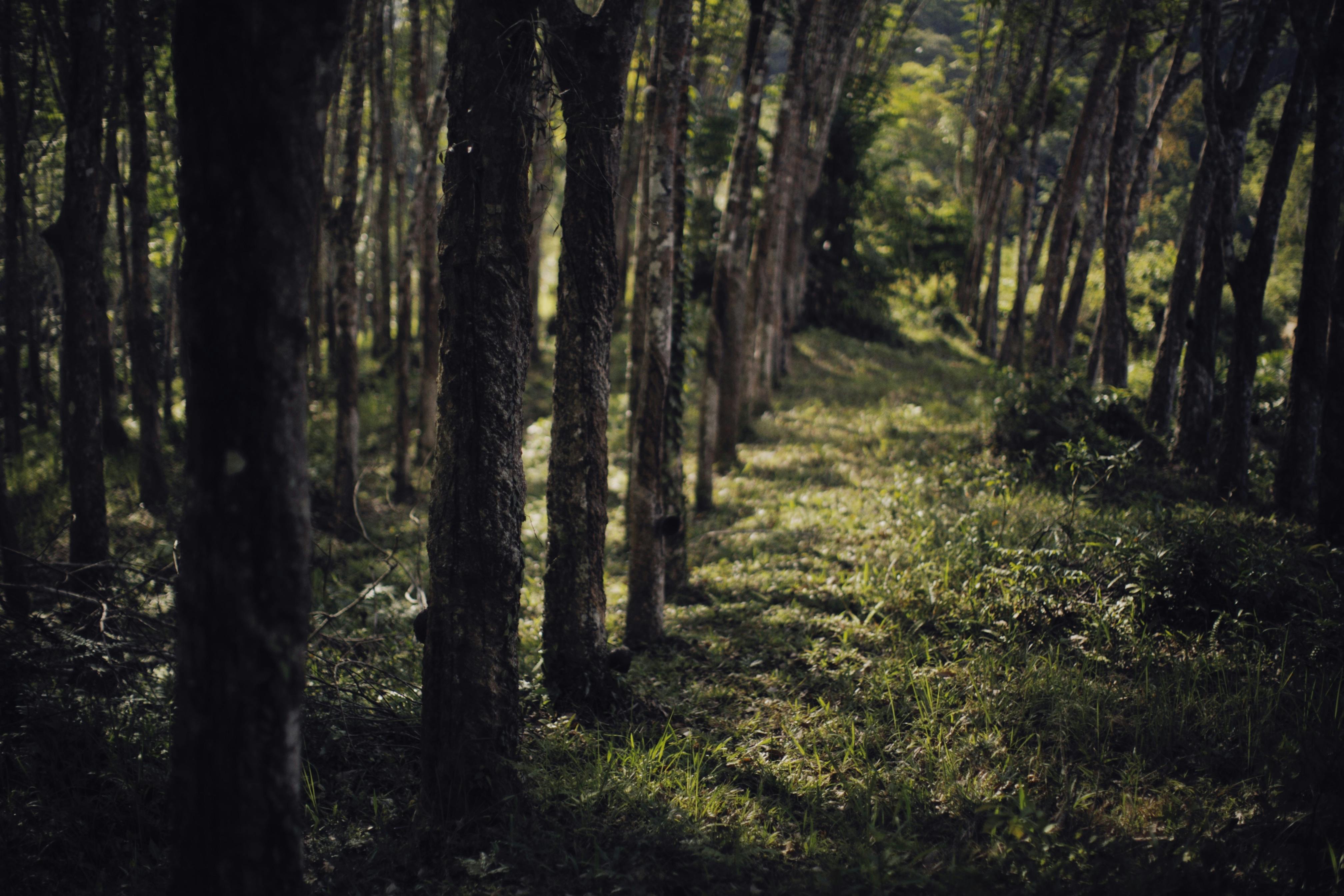 Green Trees in the Forest · Free Stock Photo