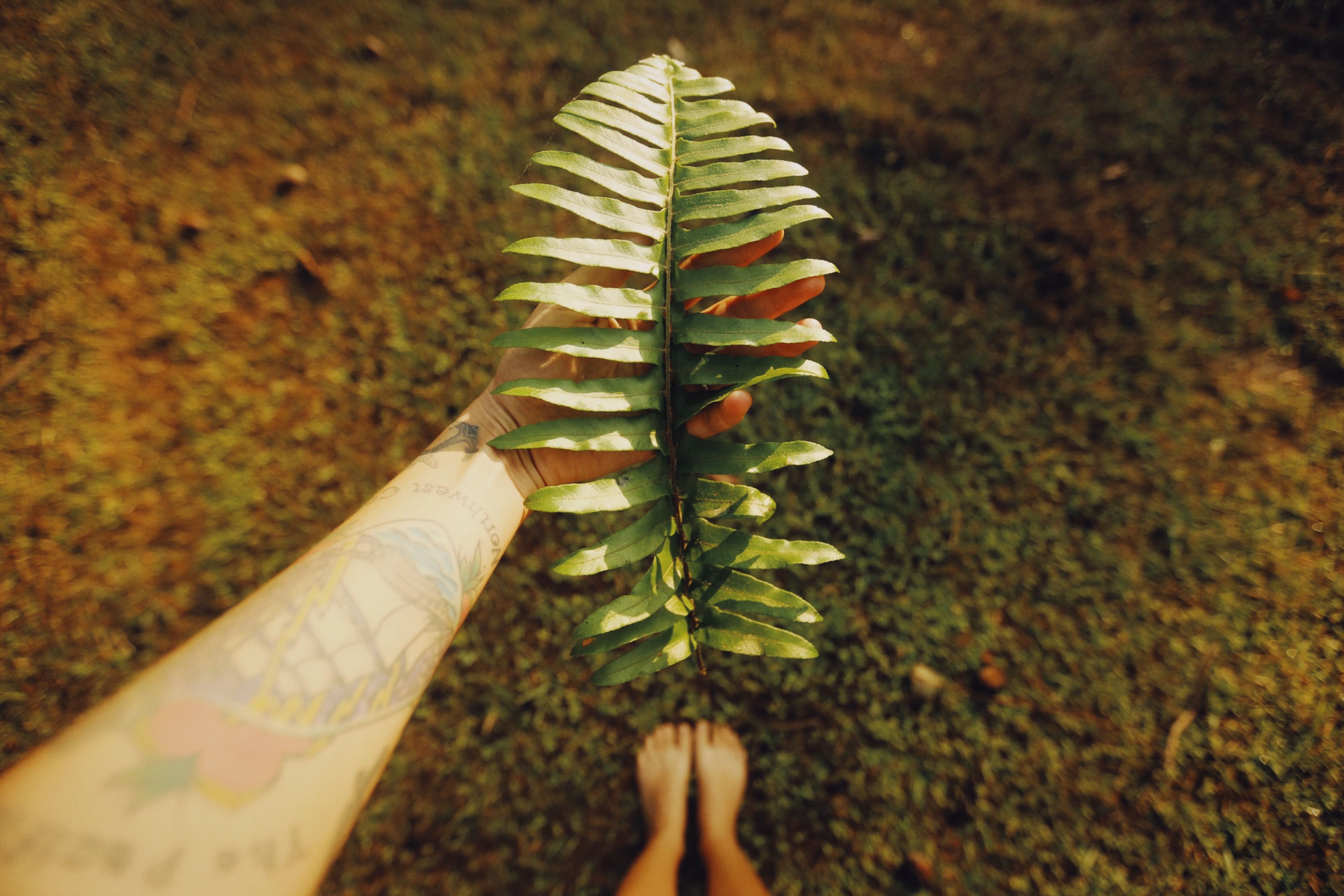 A Person Holding Fern Leaves · Free Stock Photo