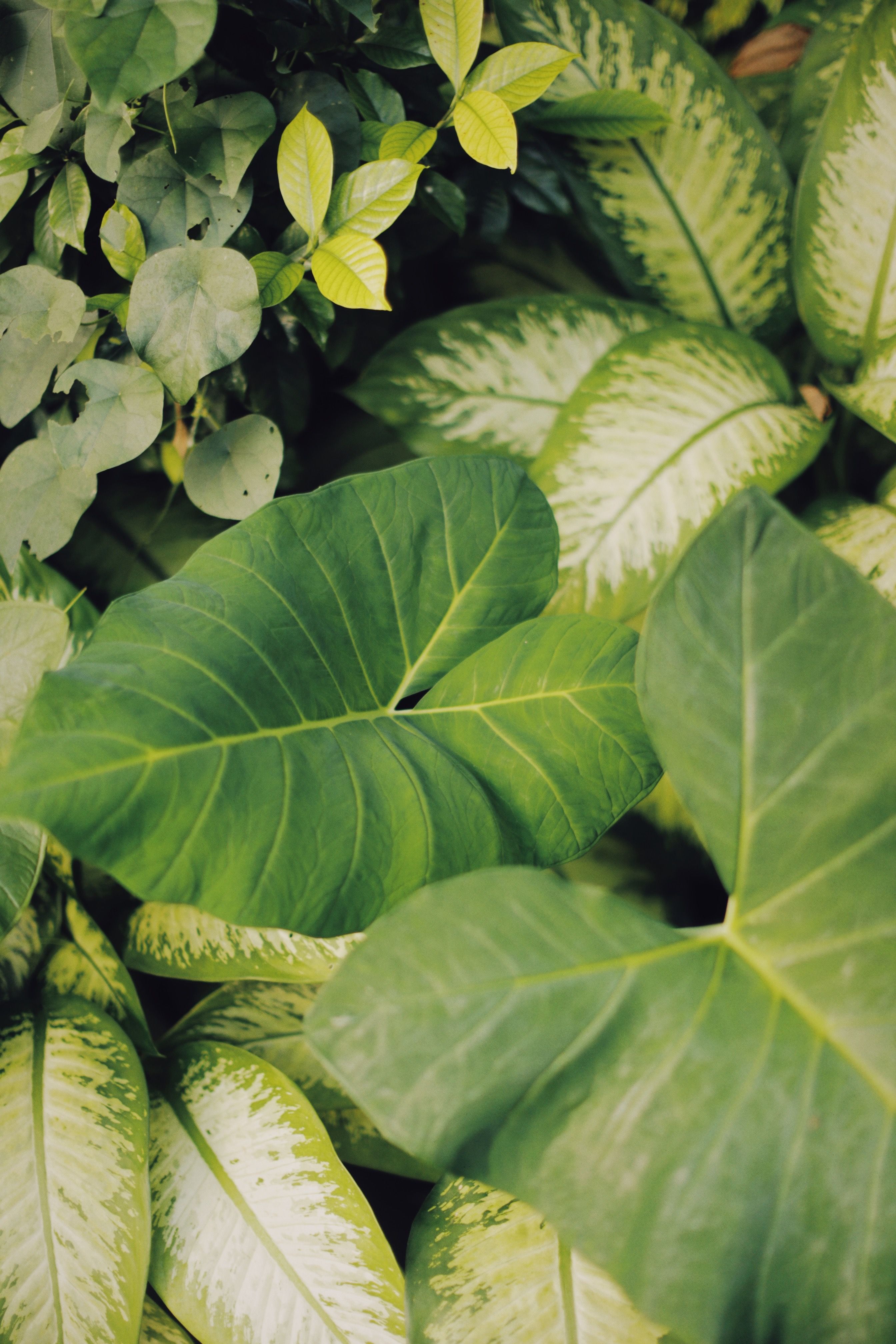 A Common Ivy Plant on the Ground · Free Stock Photo