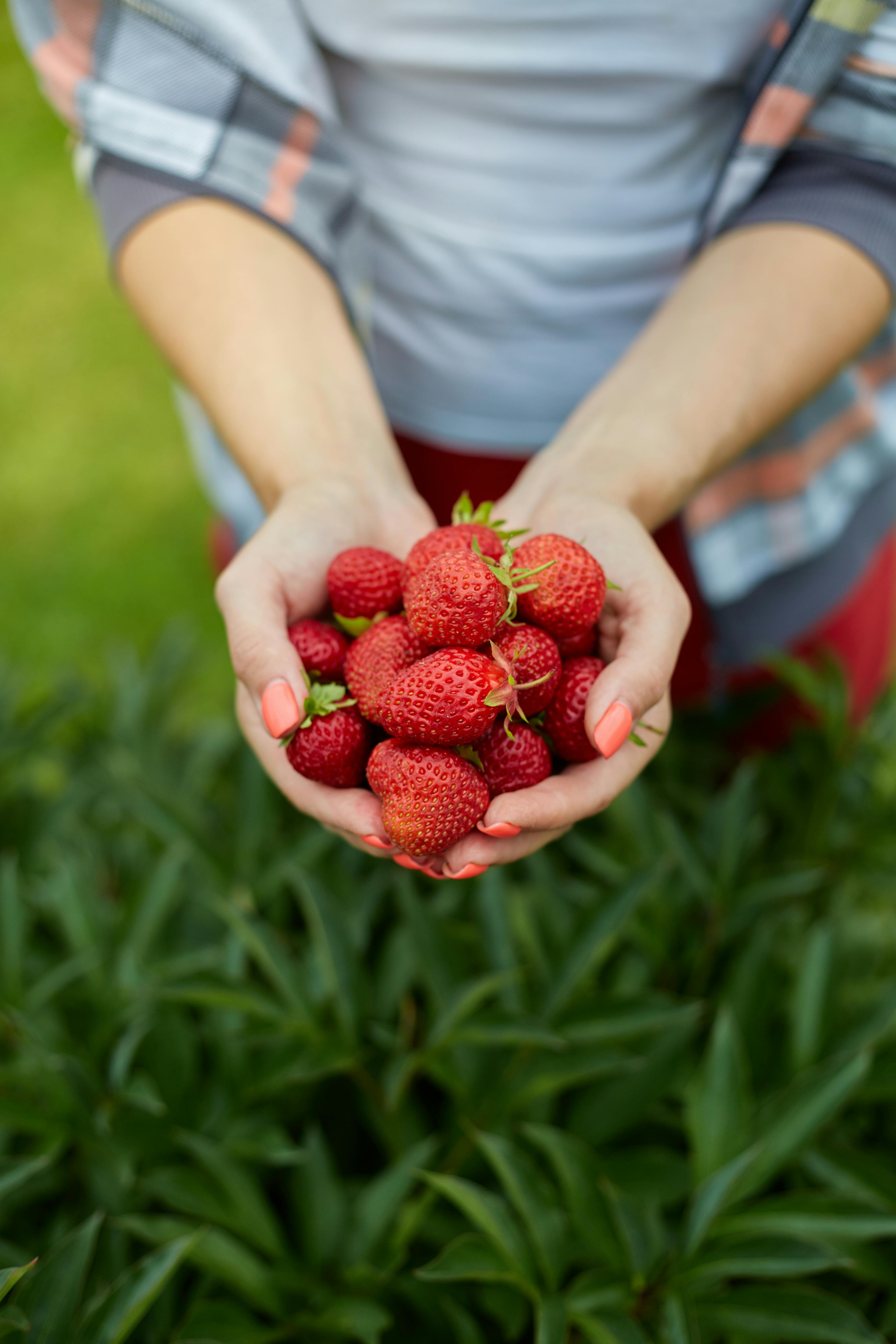 Fresh Picked Produce Photos, Download The BEST Free Fresh Picked ...