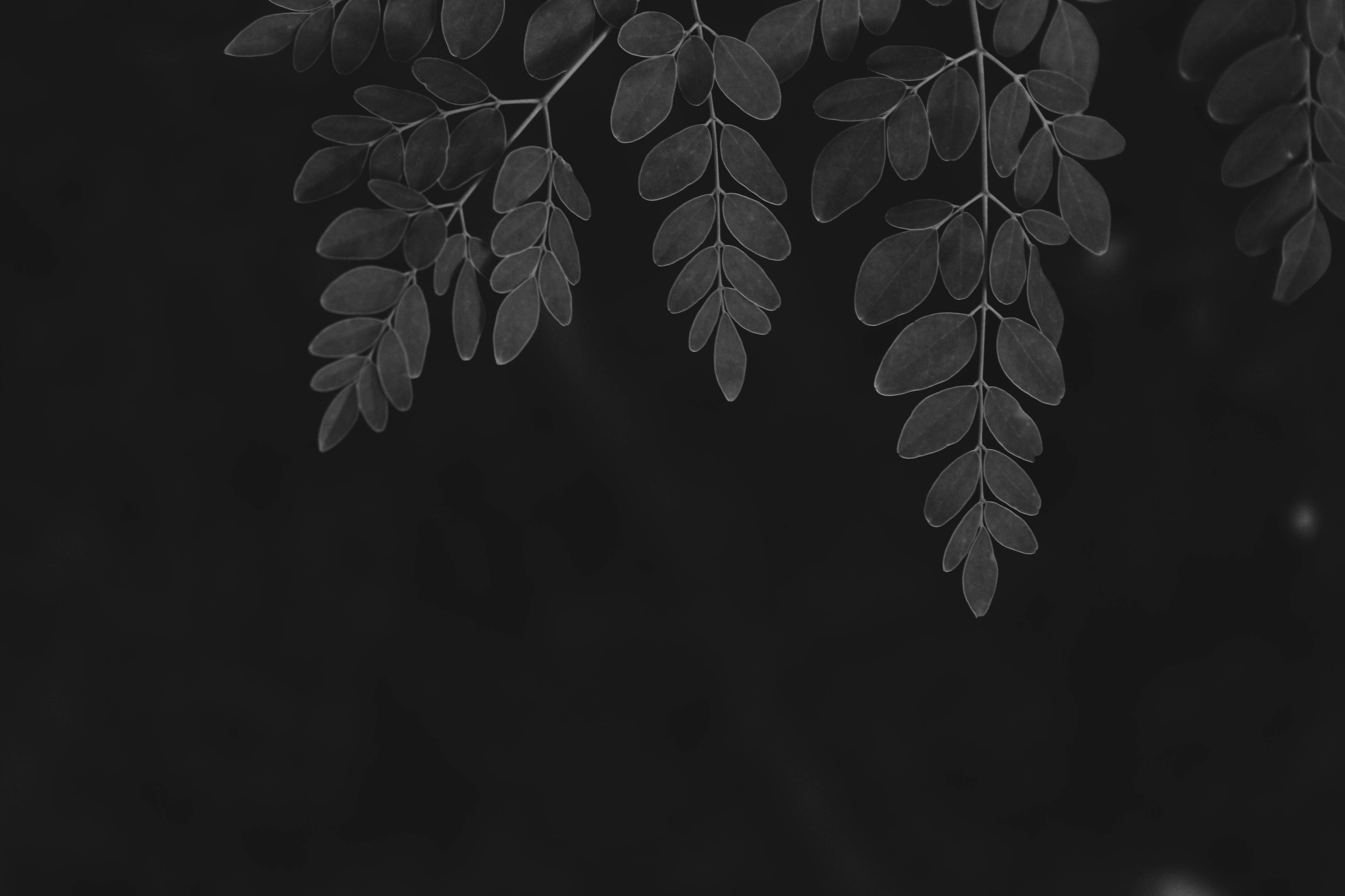 Grayscale Photo of Plant Leaves · Free Stock Photo