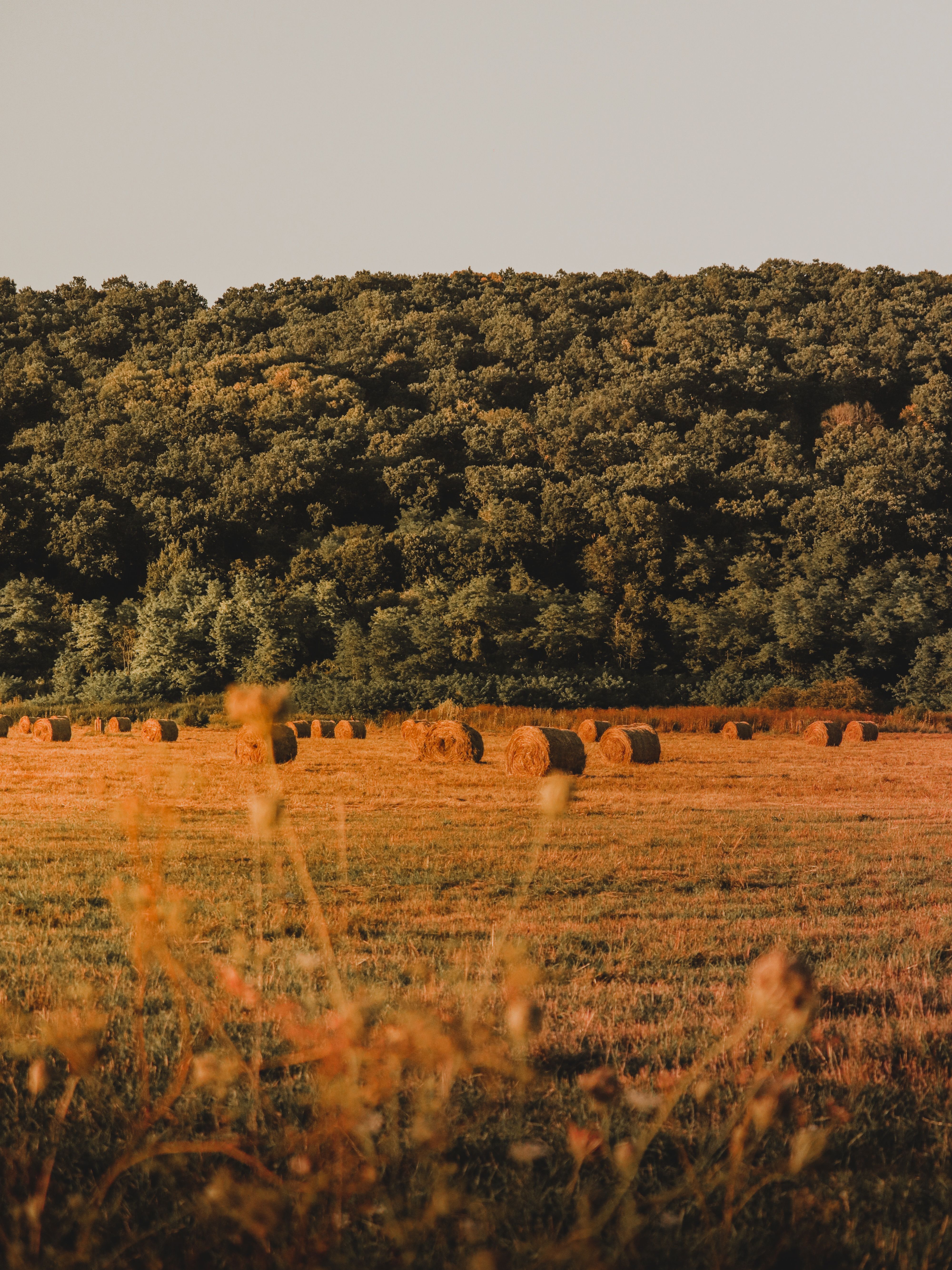 Hayfield near Green Trees · Free Stock Photo