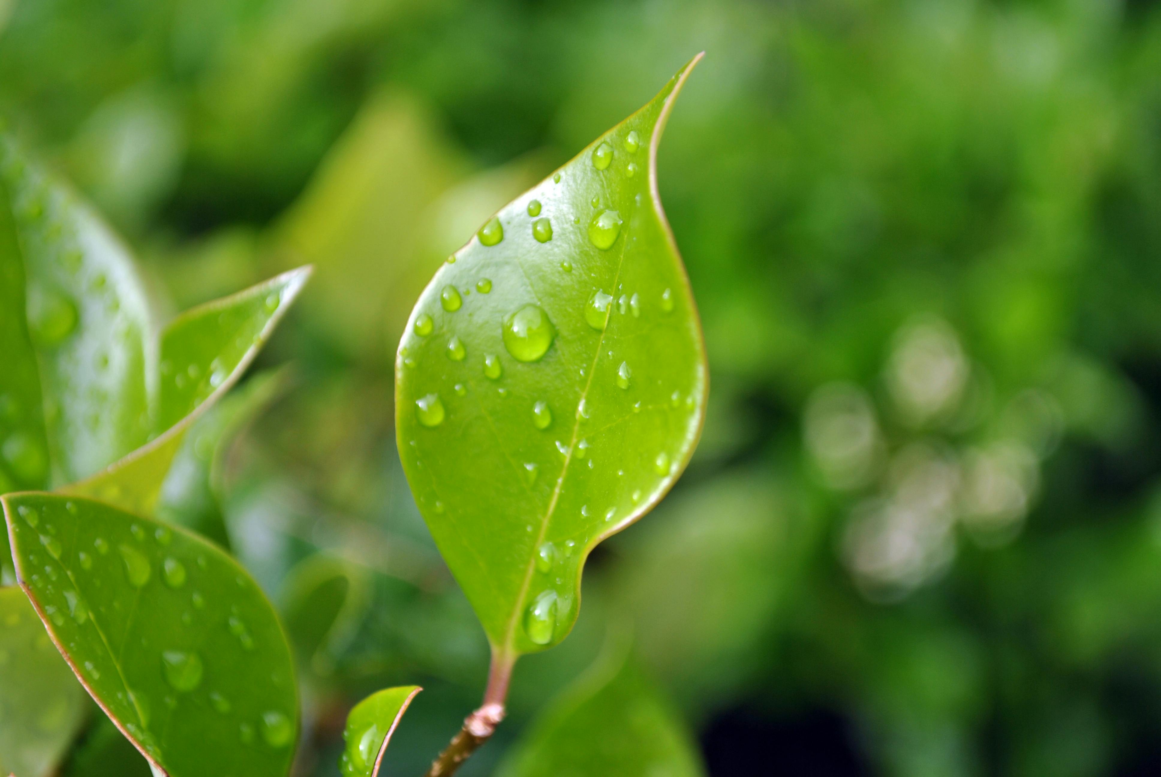 Free stock photo of bush, bushes, garden