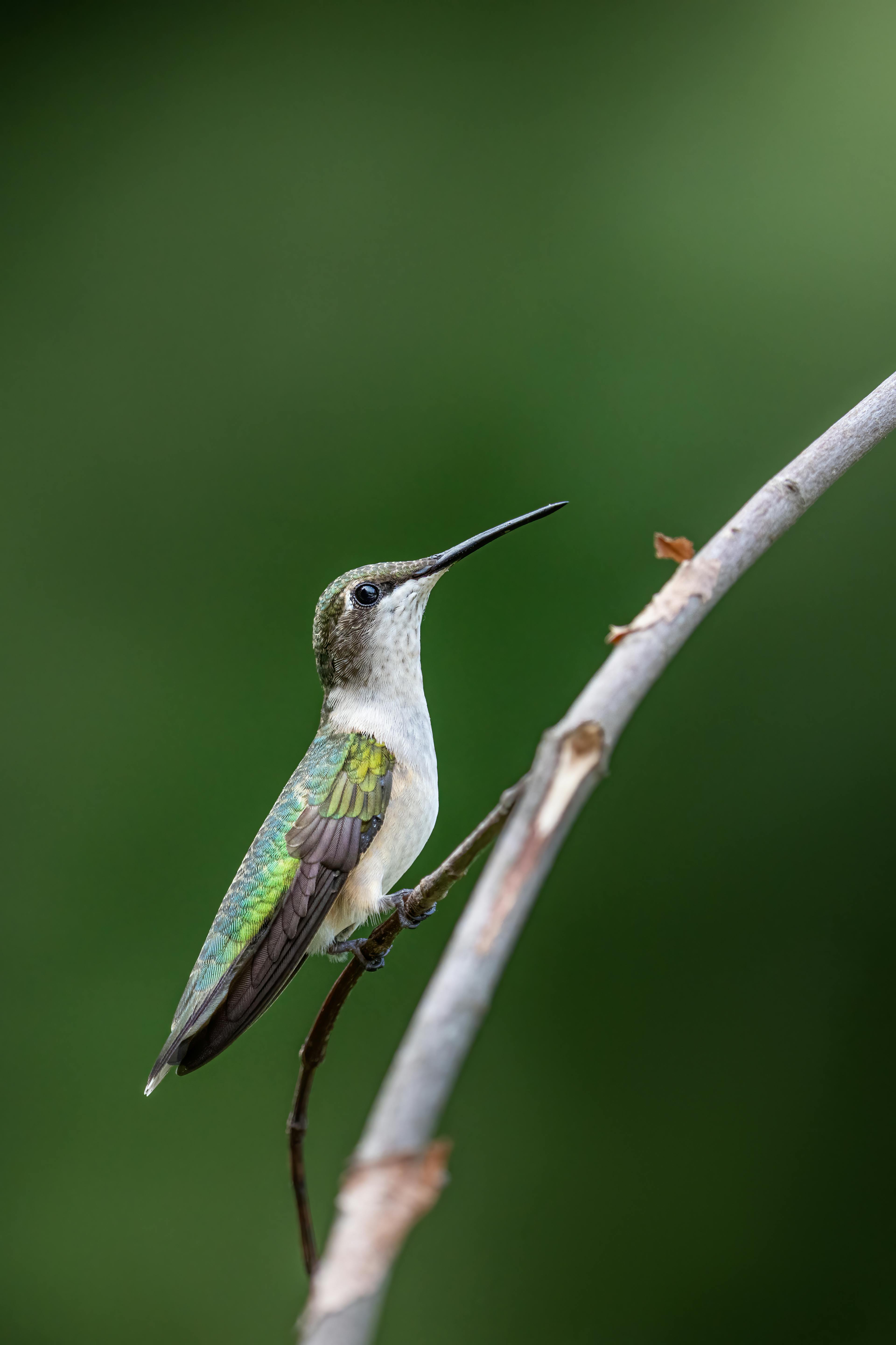 Close-up of a Cuban Emerald Hummingbird · Free Stock Photo