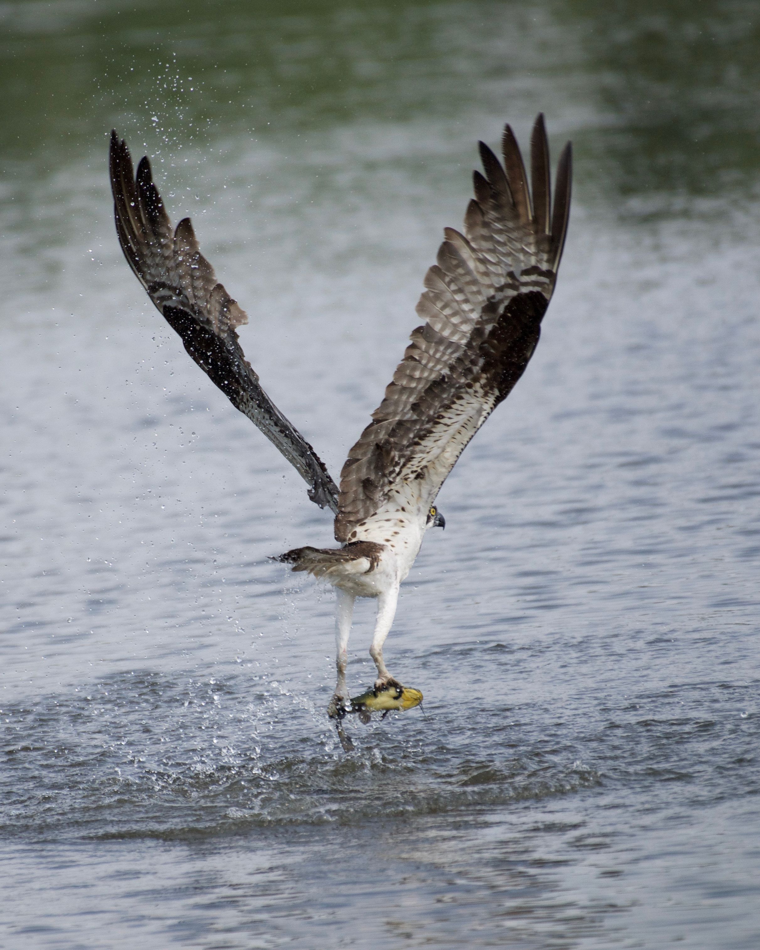 Osprey Photos, Download The BEST Free Osprey Stock Photos & HD Images