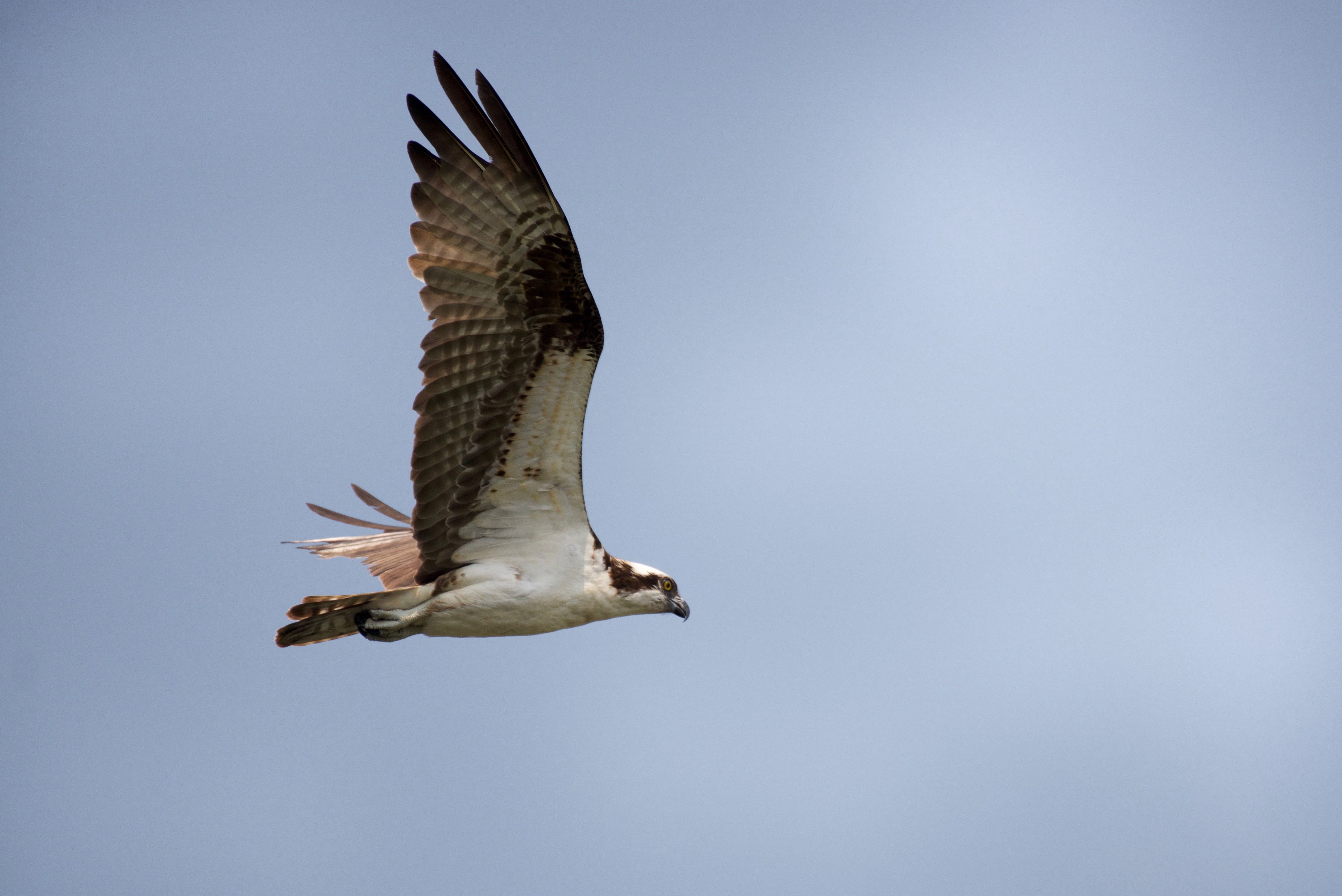 Photo of an Osprey Flying · Free Stock Photo