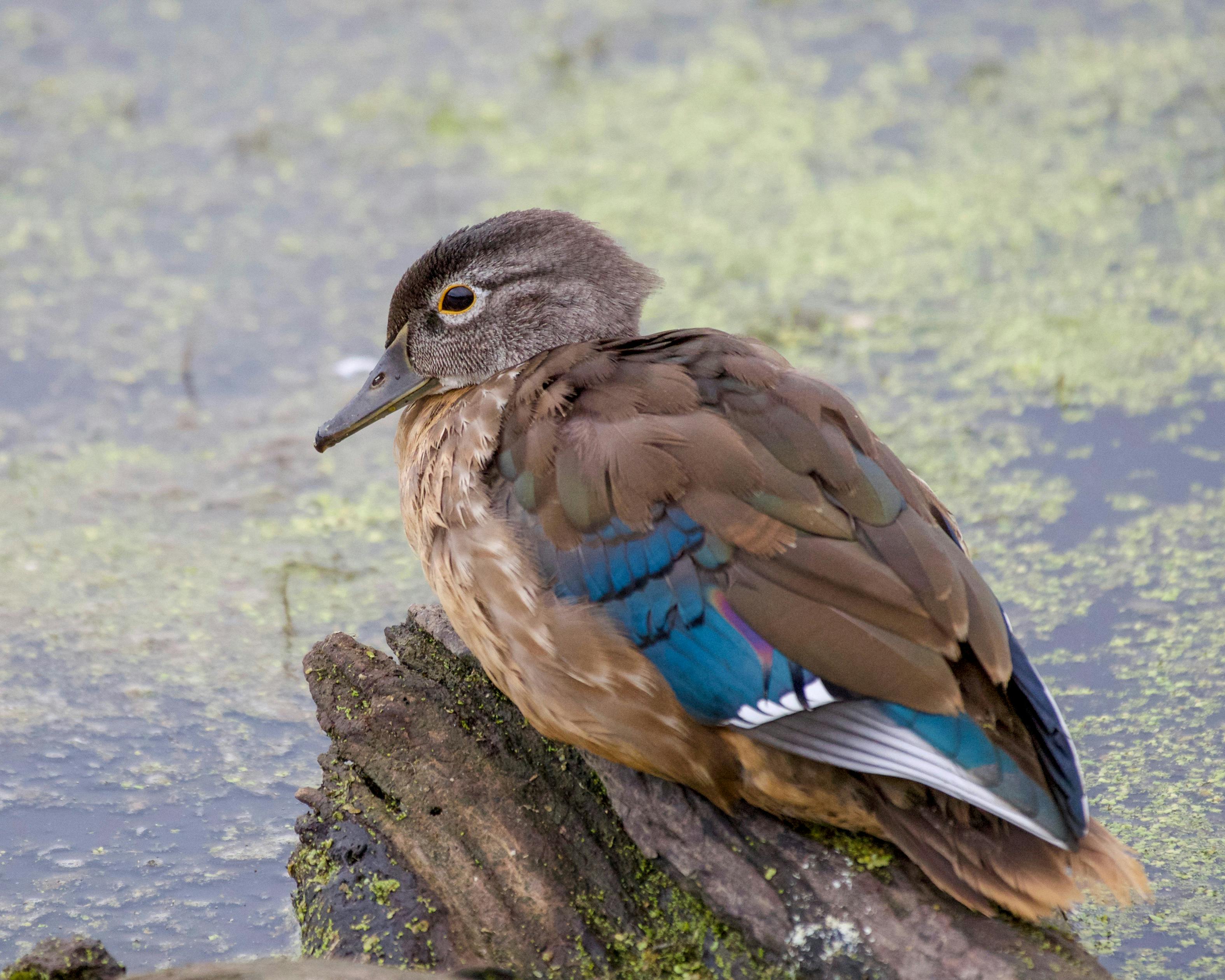 Brown White and Blue Duck · Free Stock Photo