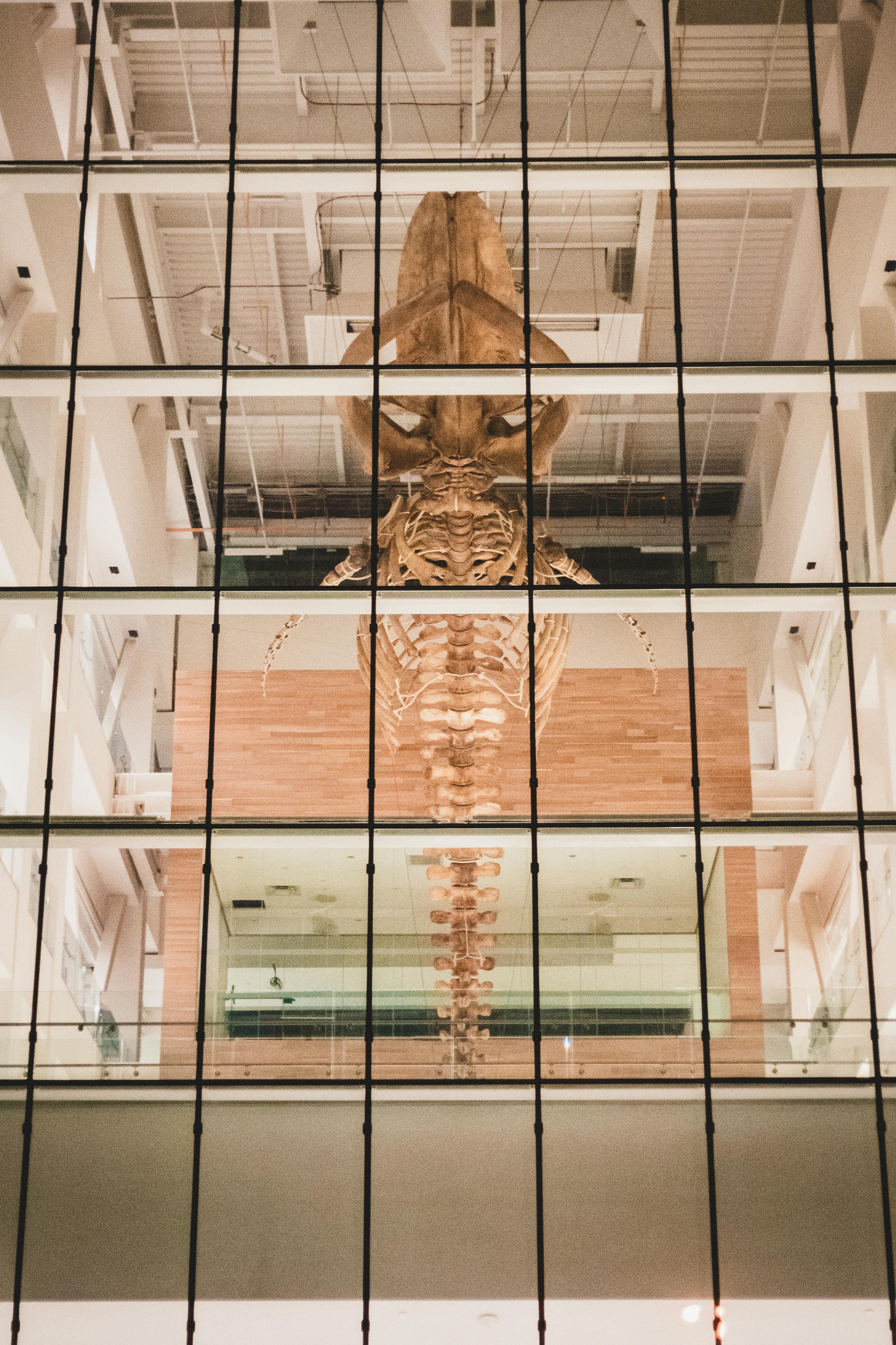 Skeleton behind Windows · Free Stock Photo