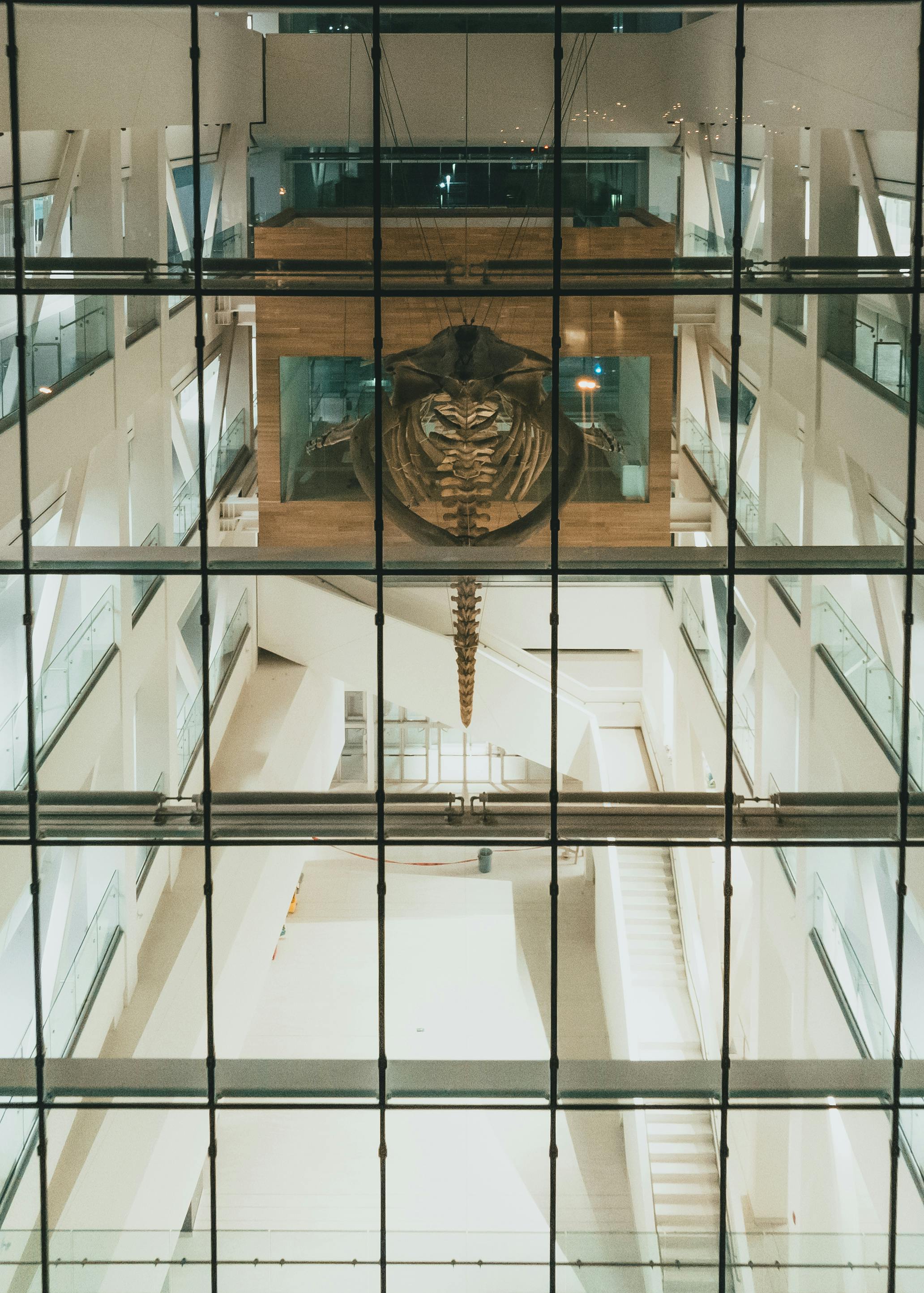 Skeleton behind Windows · Free Stock Photo