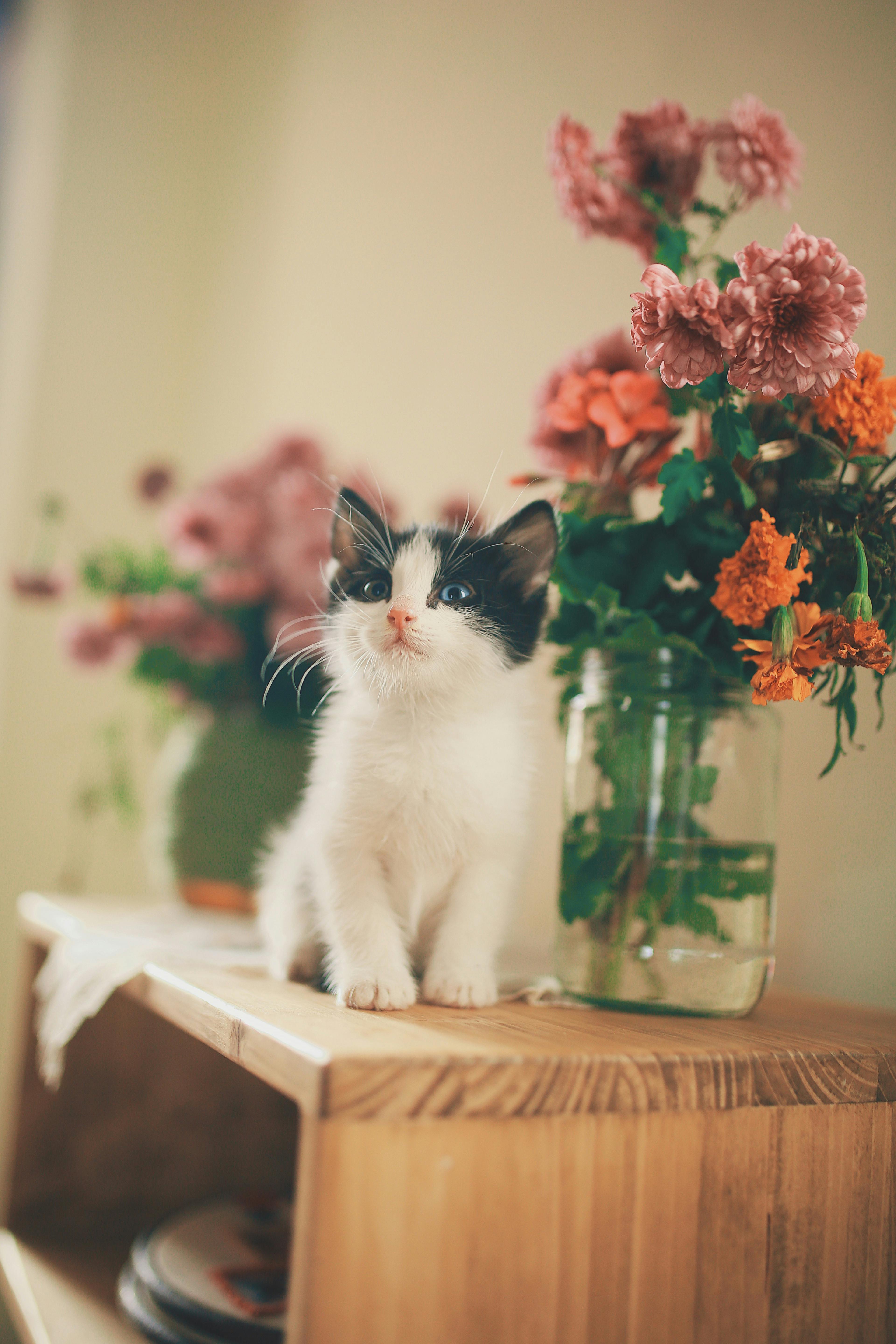 Cats Flowers Photos, Download The BEST Free Cats Flowers Stock Photos ...