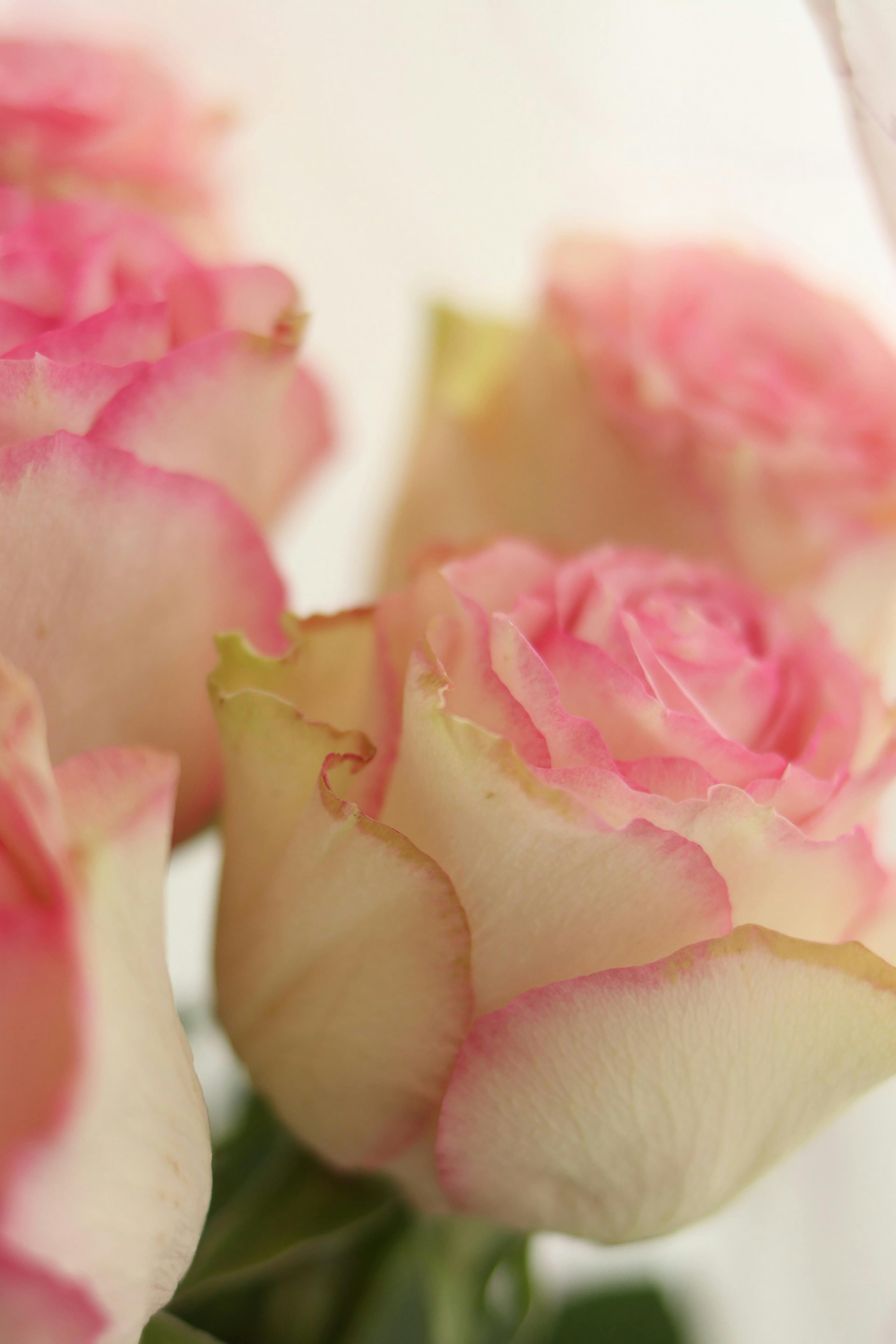 Elegant Roses in Bloom · Free Stock Photo