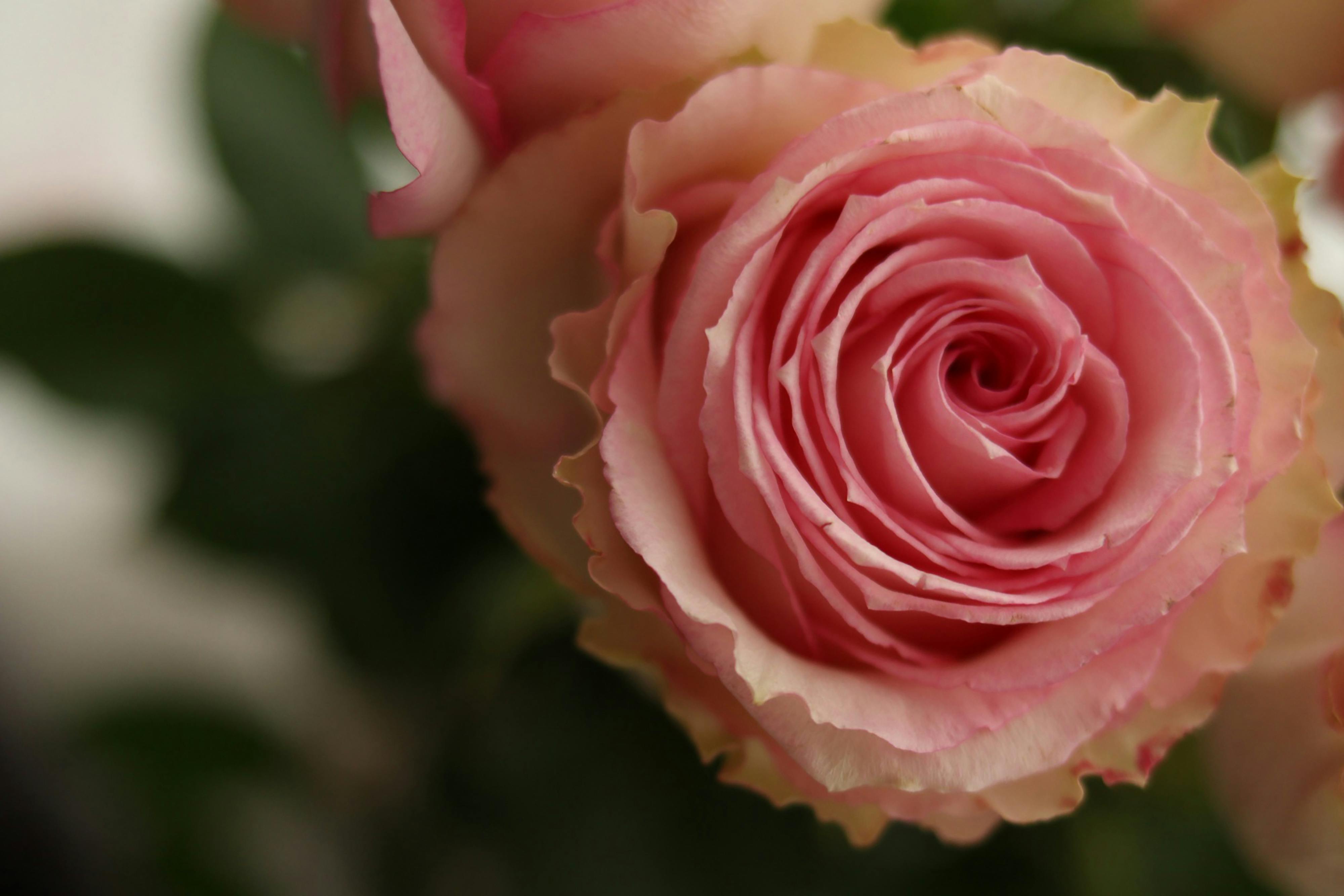 A Close-up Shot of a Pink Rose · Free Stock Photo