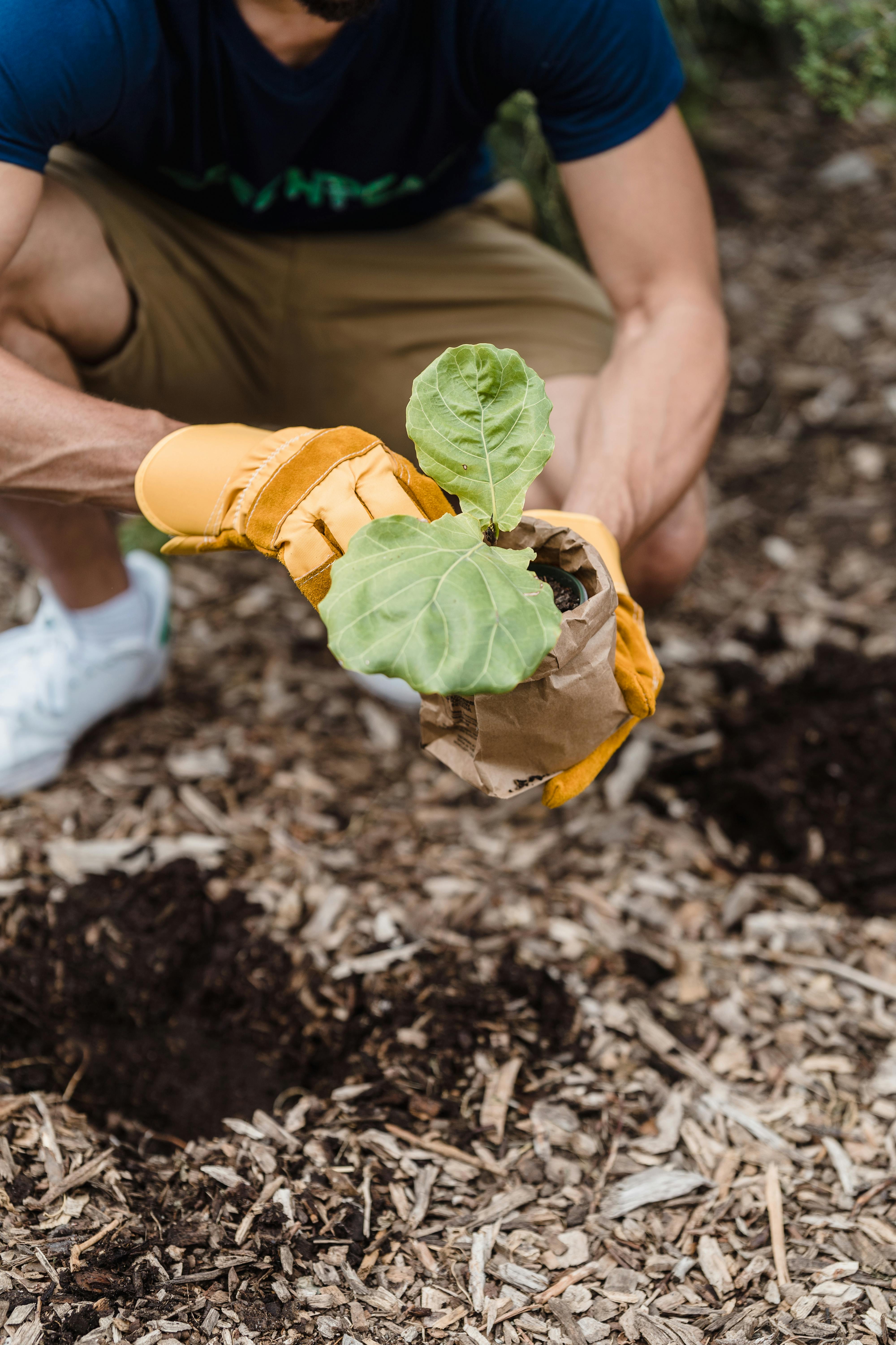 Free stock photo of adult, backyard, conservation, earth images, eco ...