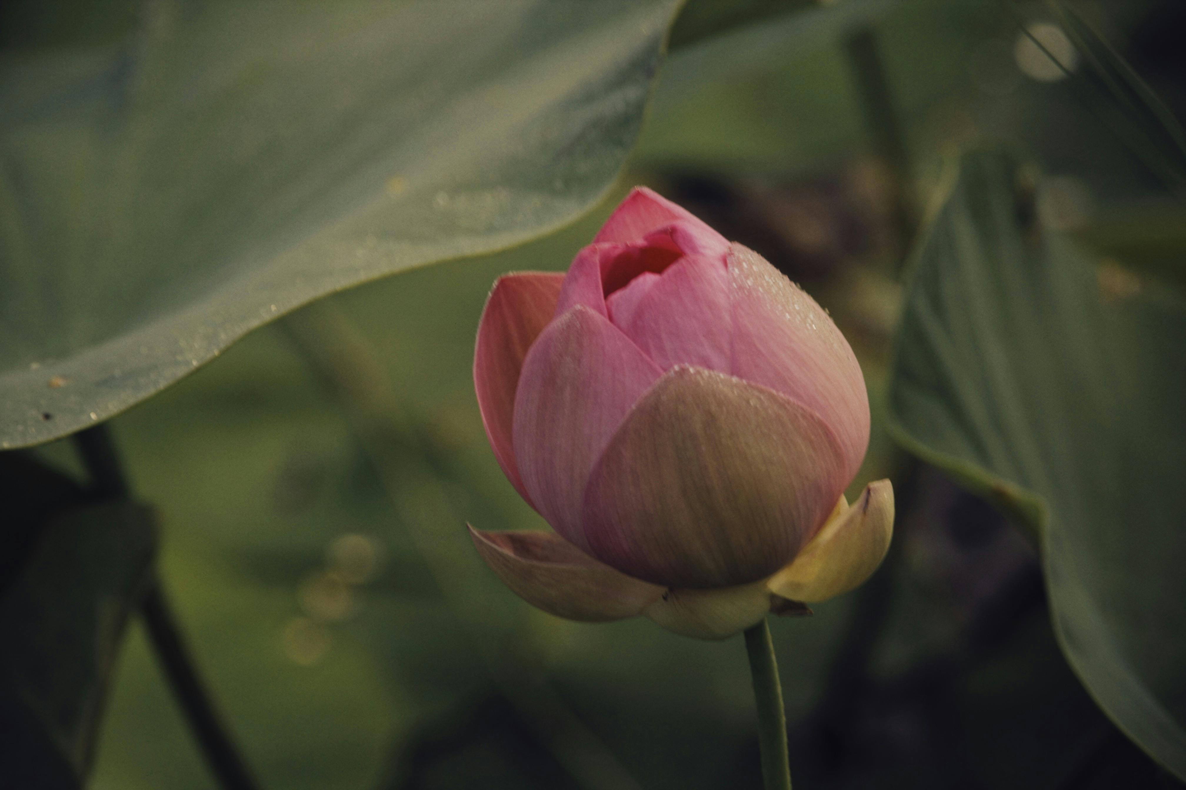 Pink Lotus Flower Under a Leaf · Free Stock Photo