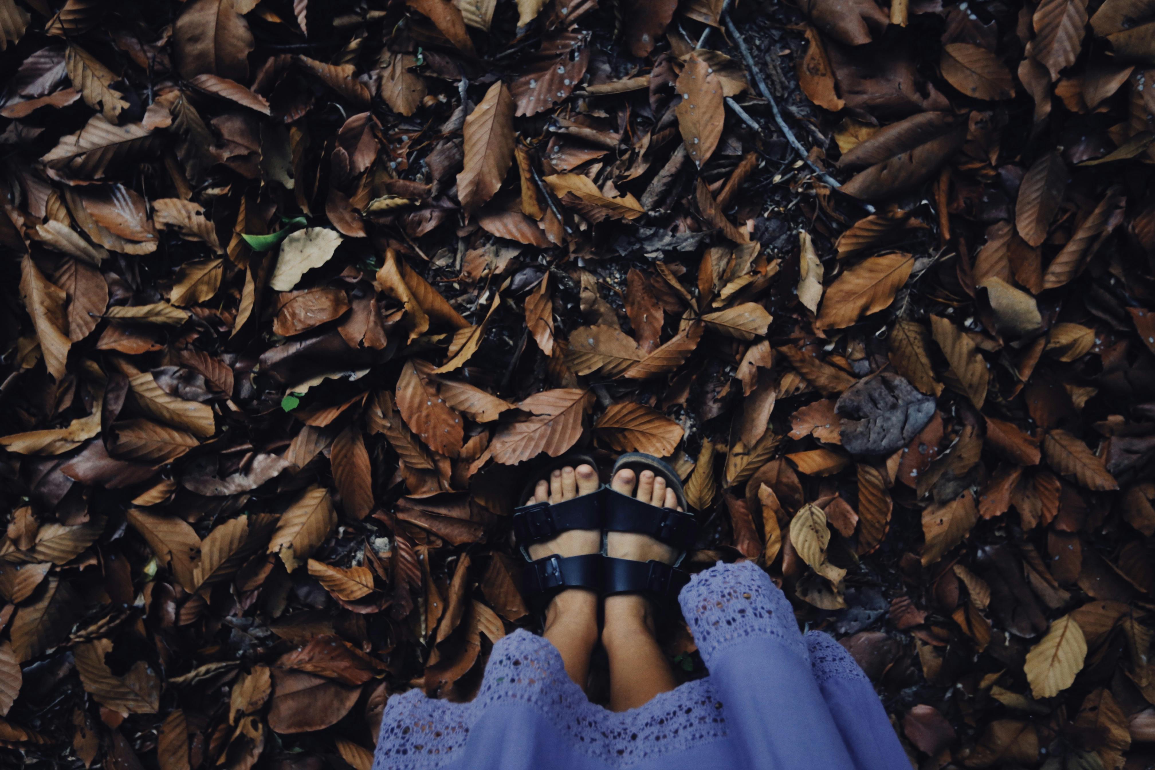A Person Stepping on Fallen Leaves · Free Stock Photo
