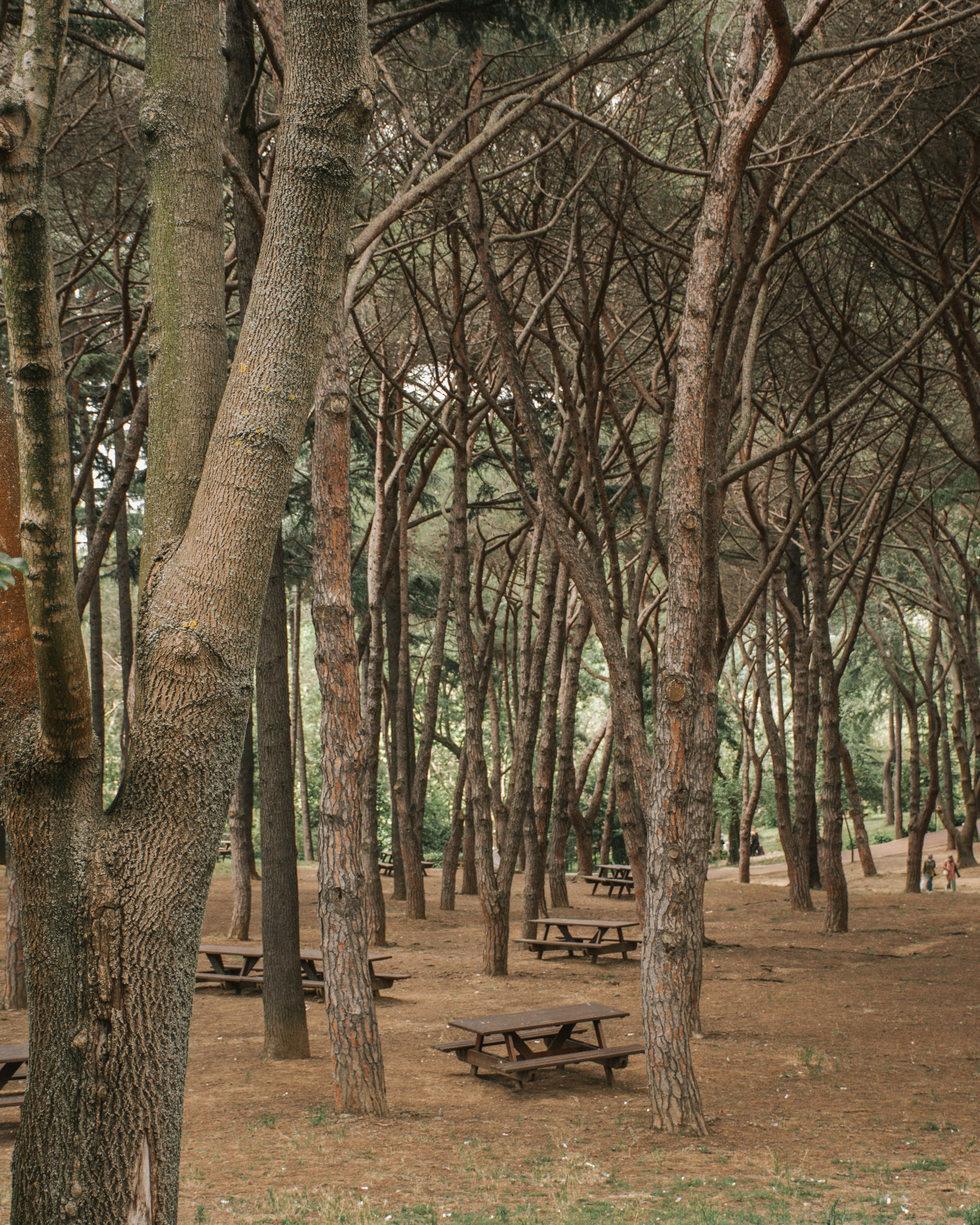 Dried Leaves on Empty Molded Outdoor Bench · Free Stock Photo
