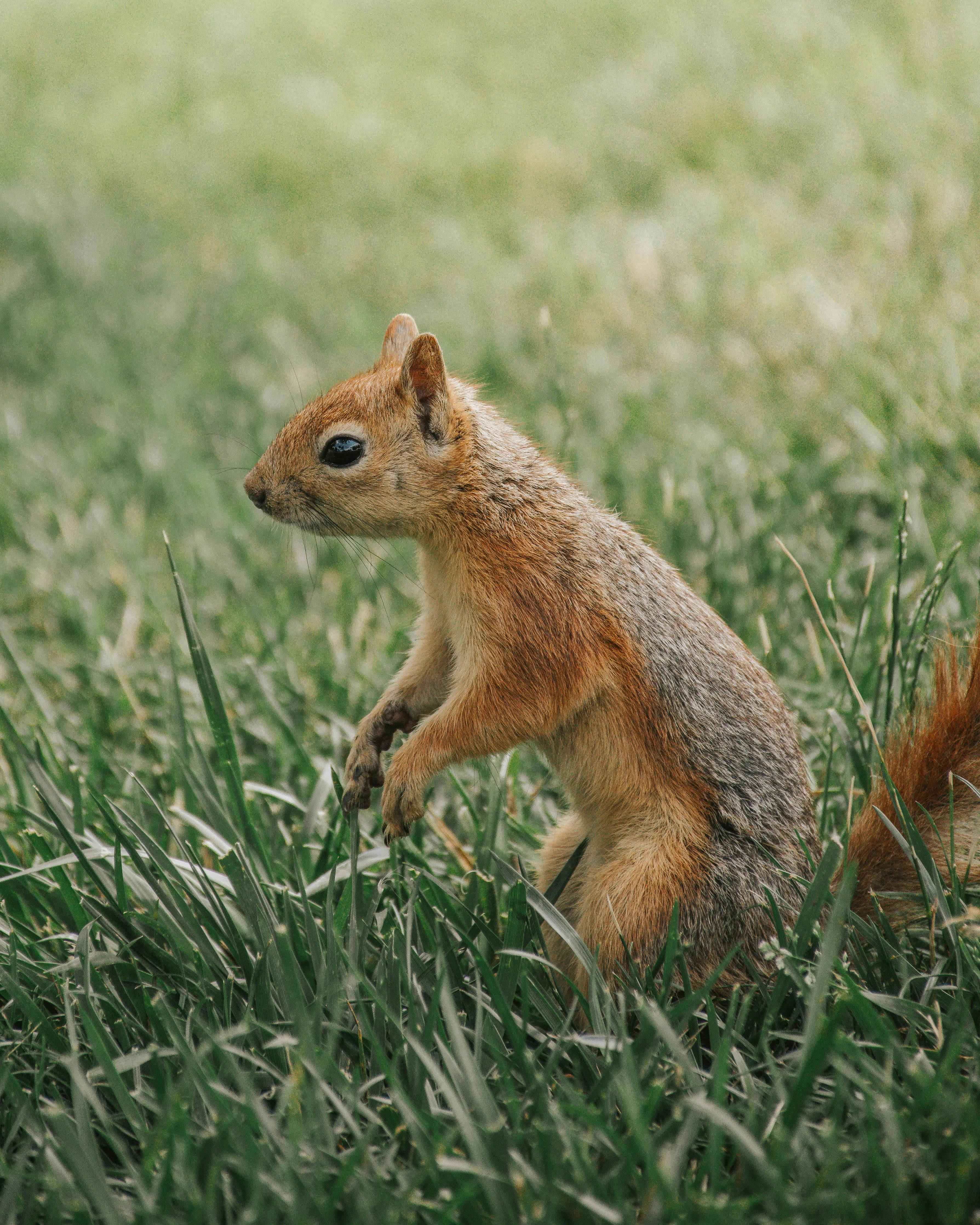 Brown Squirrel on Walking on Green Grass Field · Free Stock Photo