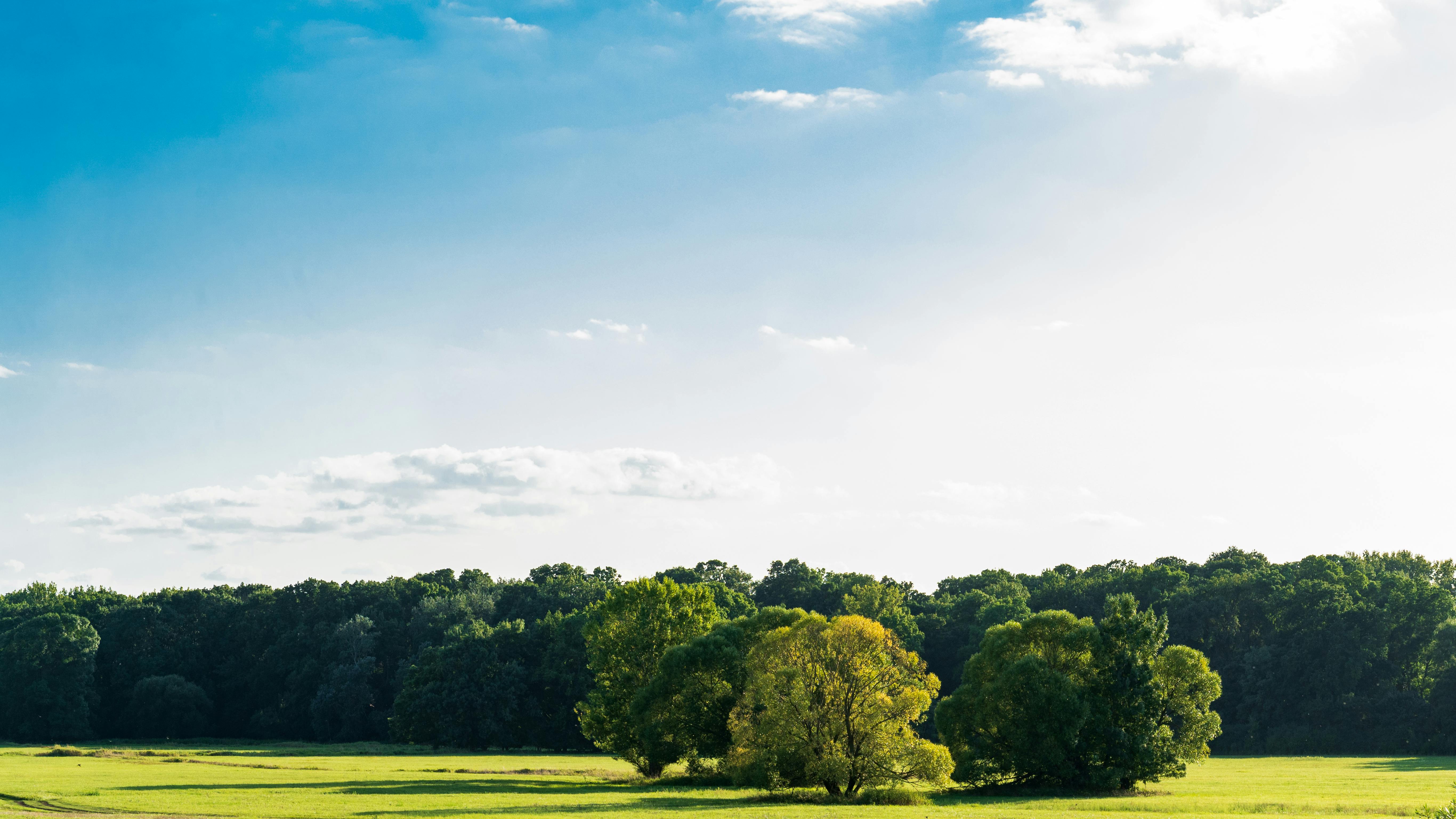Nature Landscape Trees Spring Grass Field 1920x1080 Wallpaper