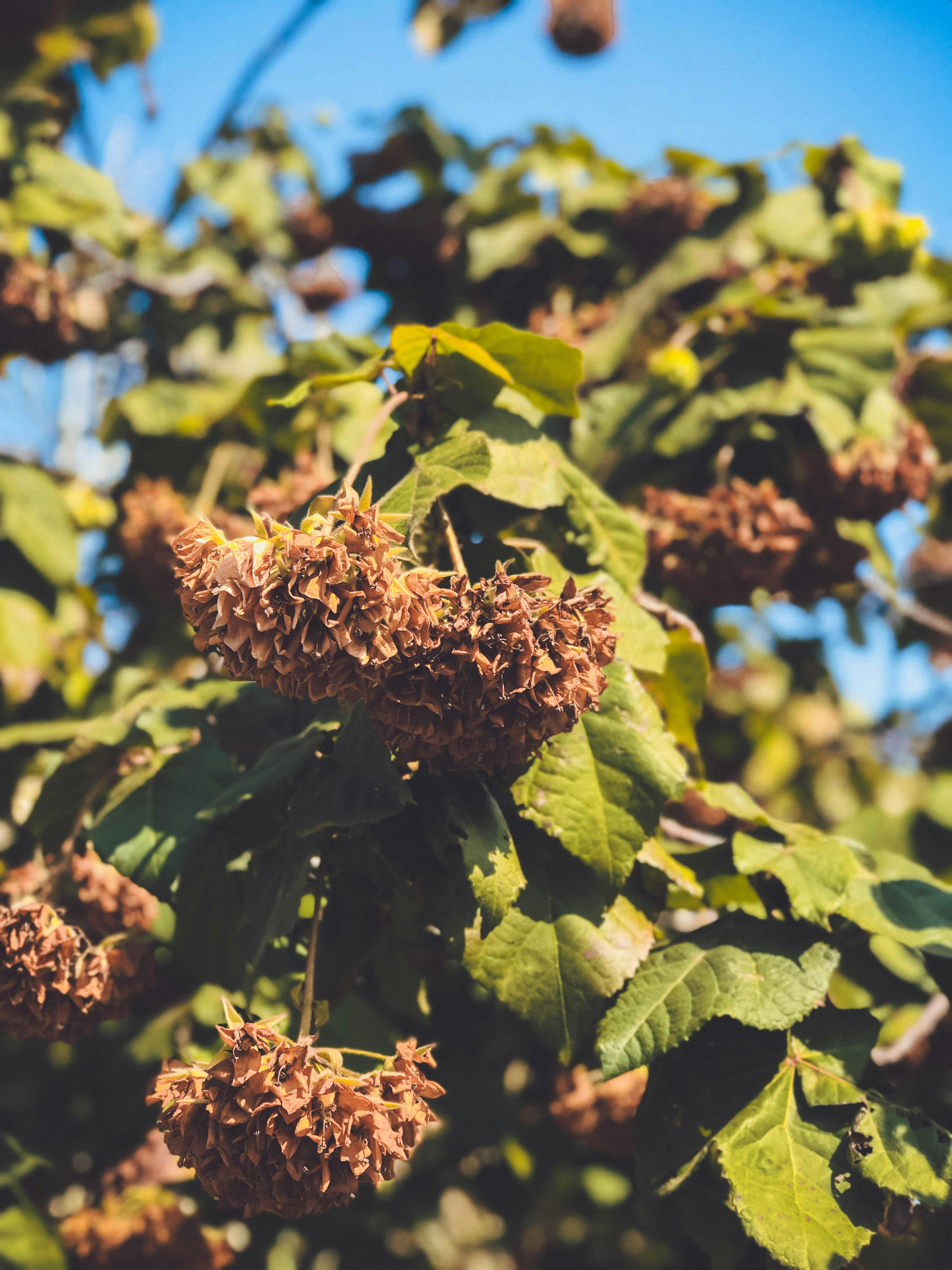 90,000+ Best Flower Vine Photos · 100% Free Download · Pexels Stock Photos
