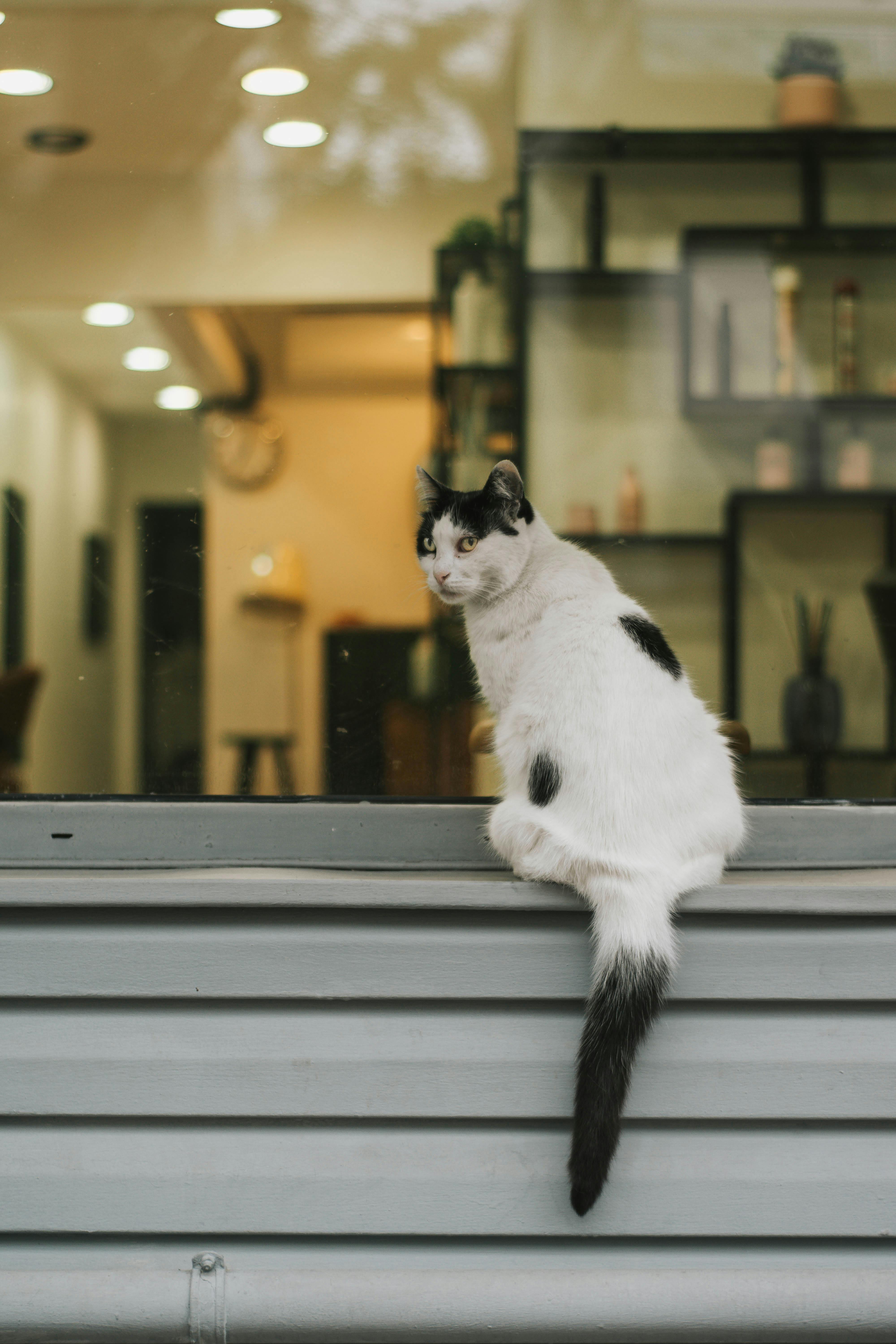 Cat behind Windows · Free Stock Photo