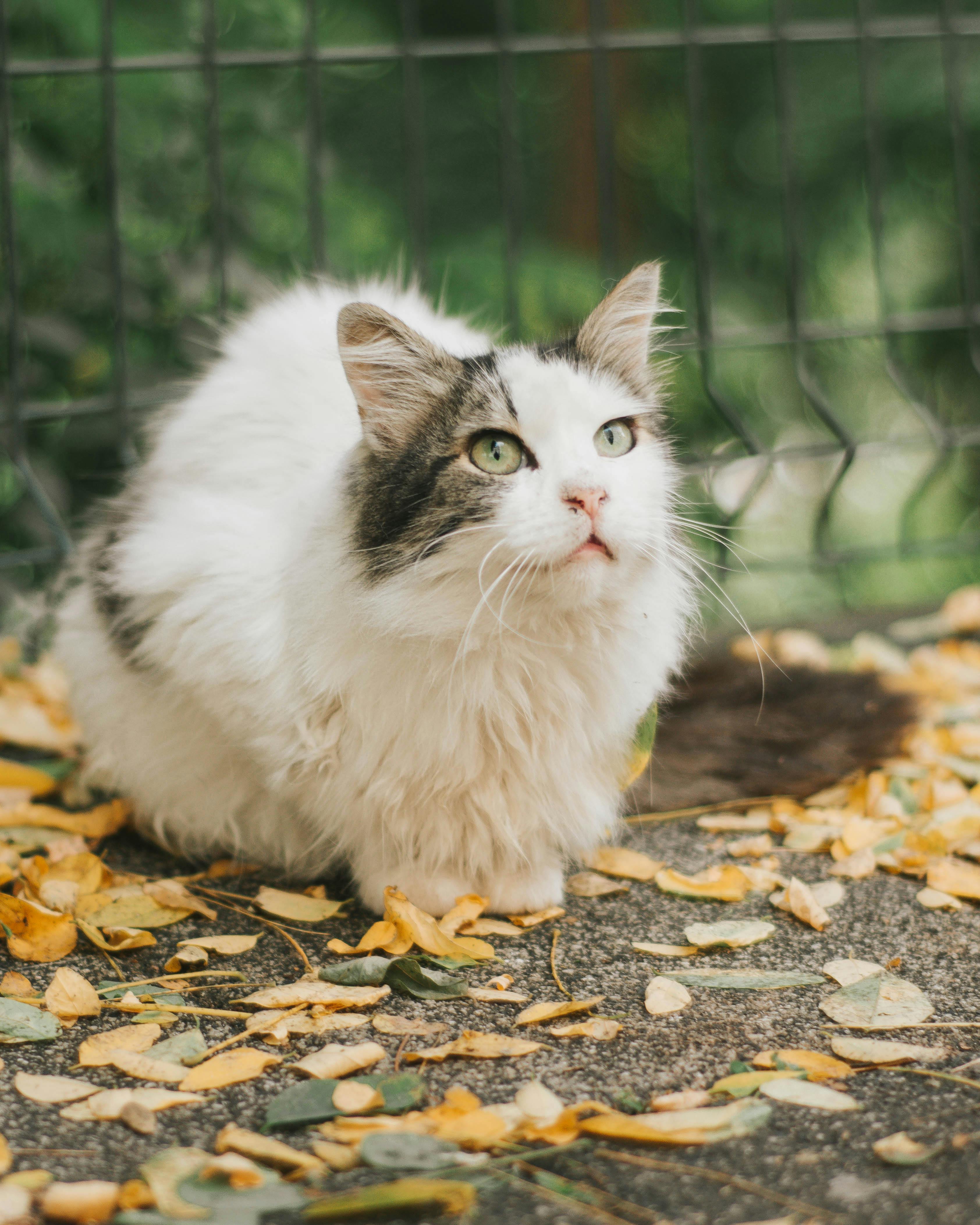 White Cat with Patches Sitting by a Net Fence on Yellow Leaves · Free ...