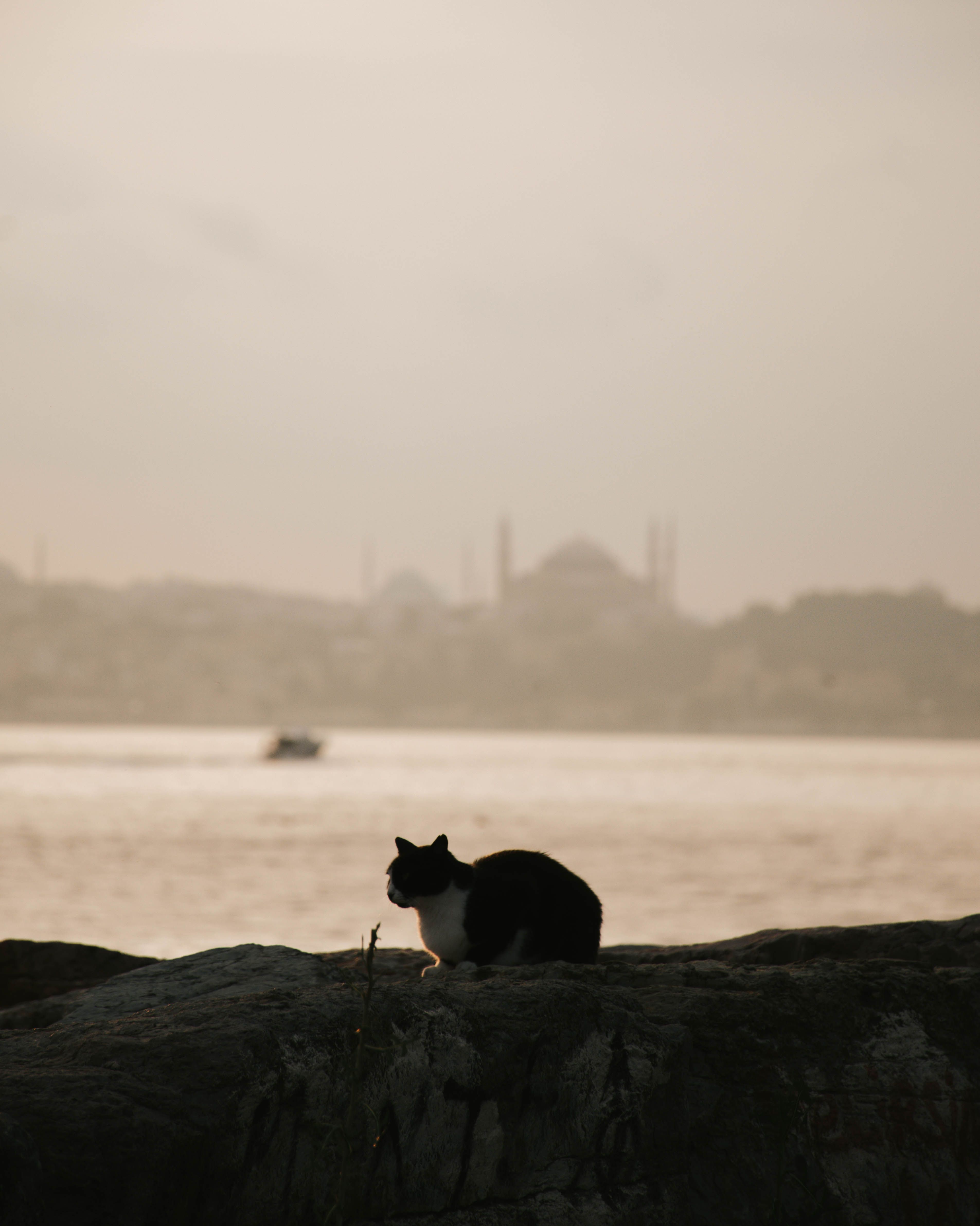 Landscape Cat Photos, Download The BEST Free Landscape Cat Stock Photos ...