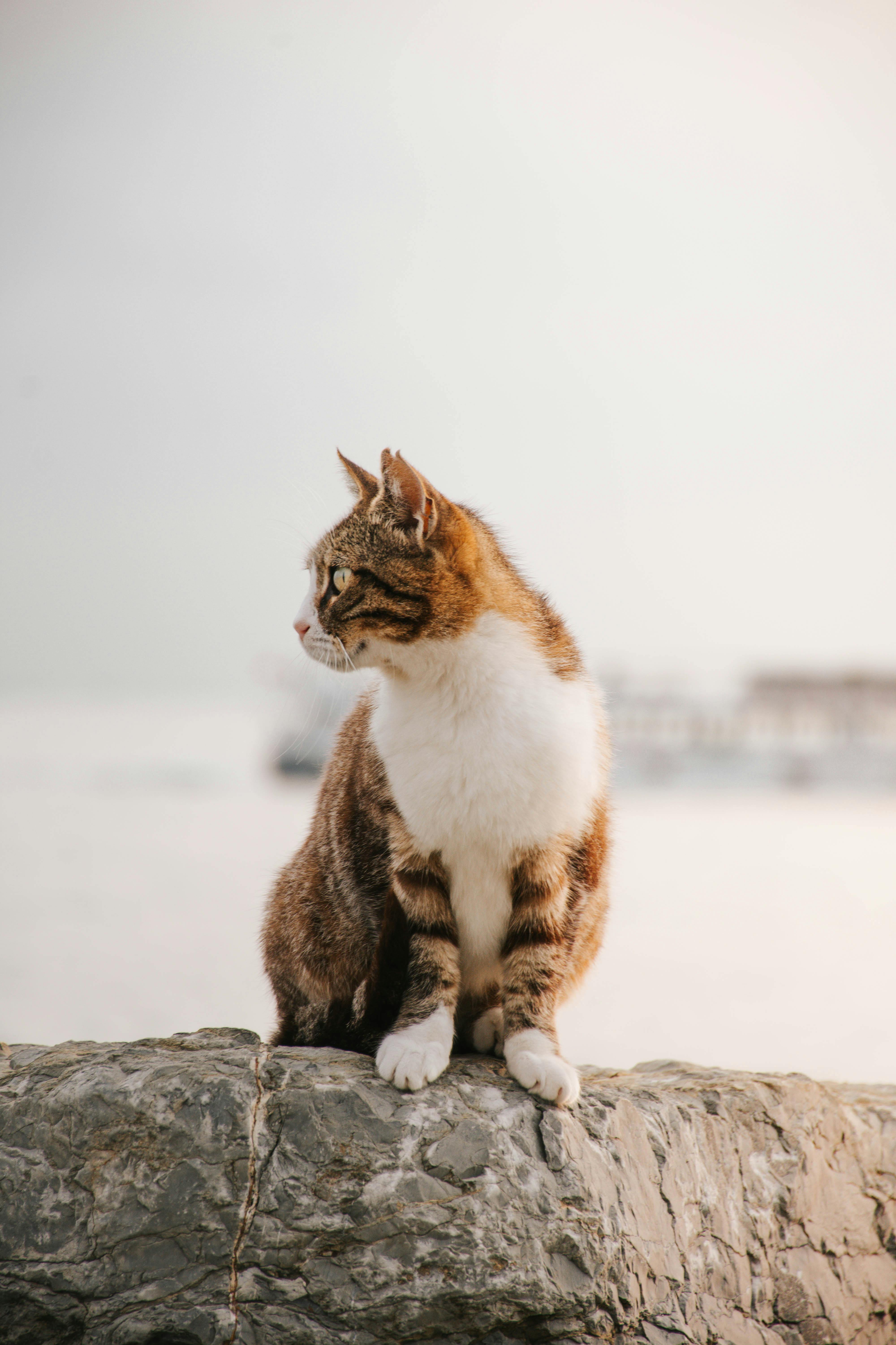 Cat Logo Photos, Download Free Cat Logo Stock Photos & HD Images