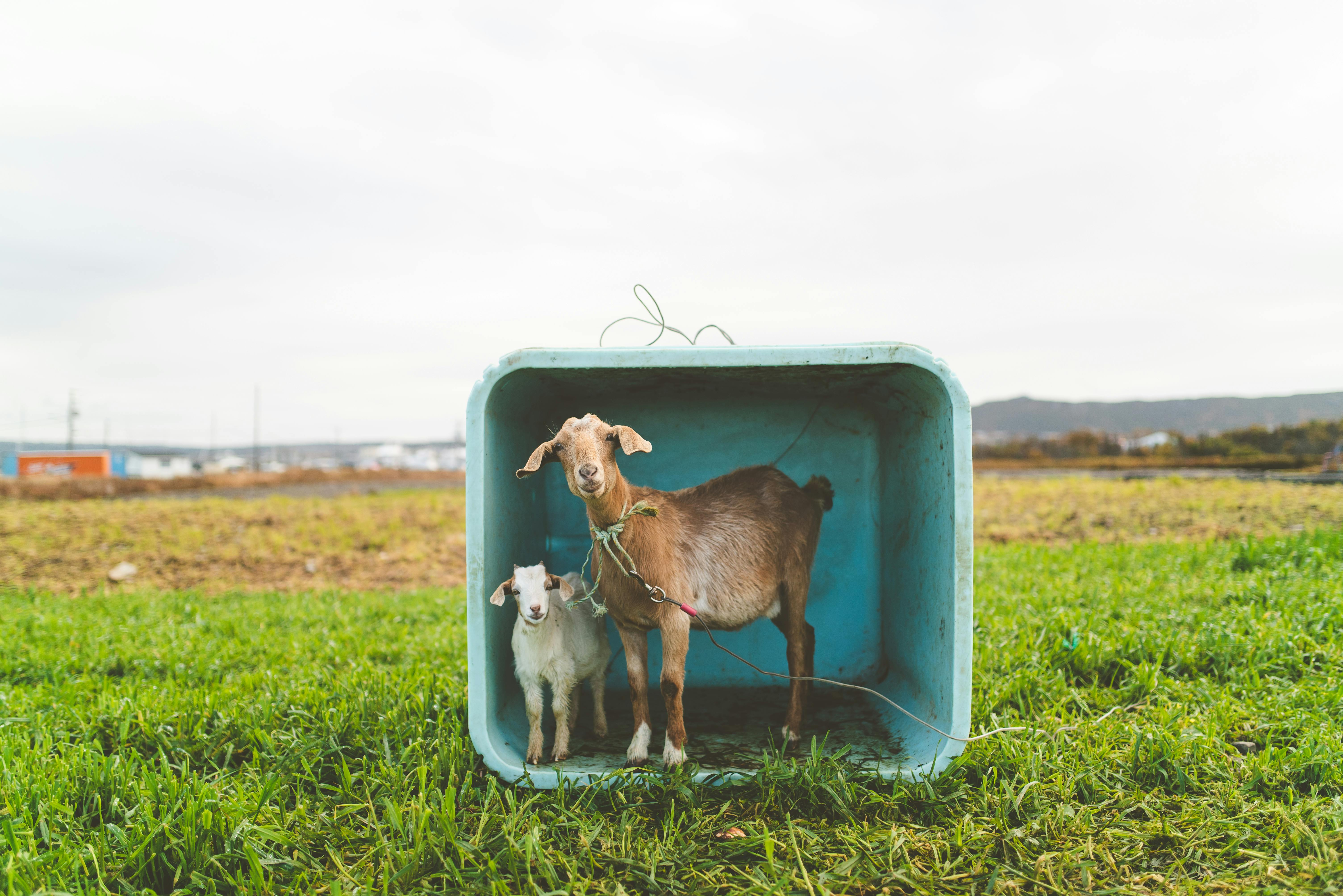 Mama Goat with Goatling Standing in Container in Pasture · Free Stock Photo