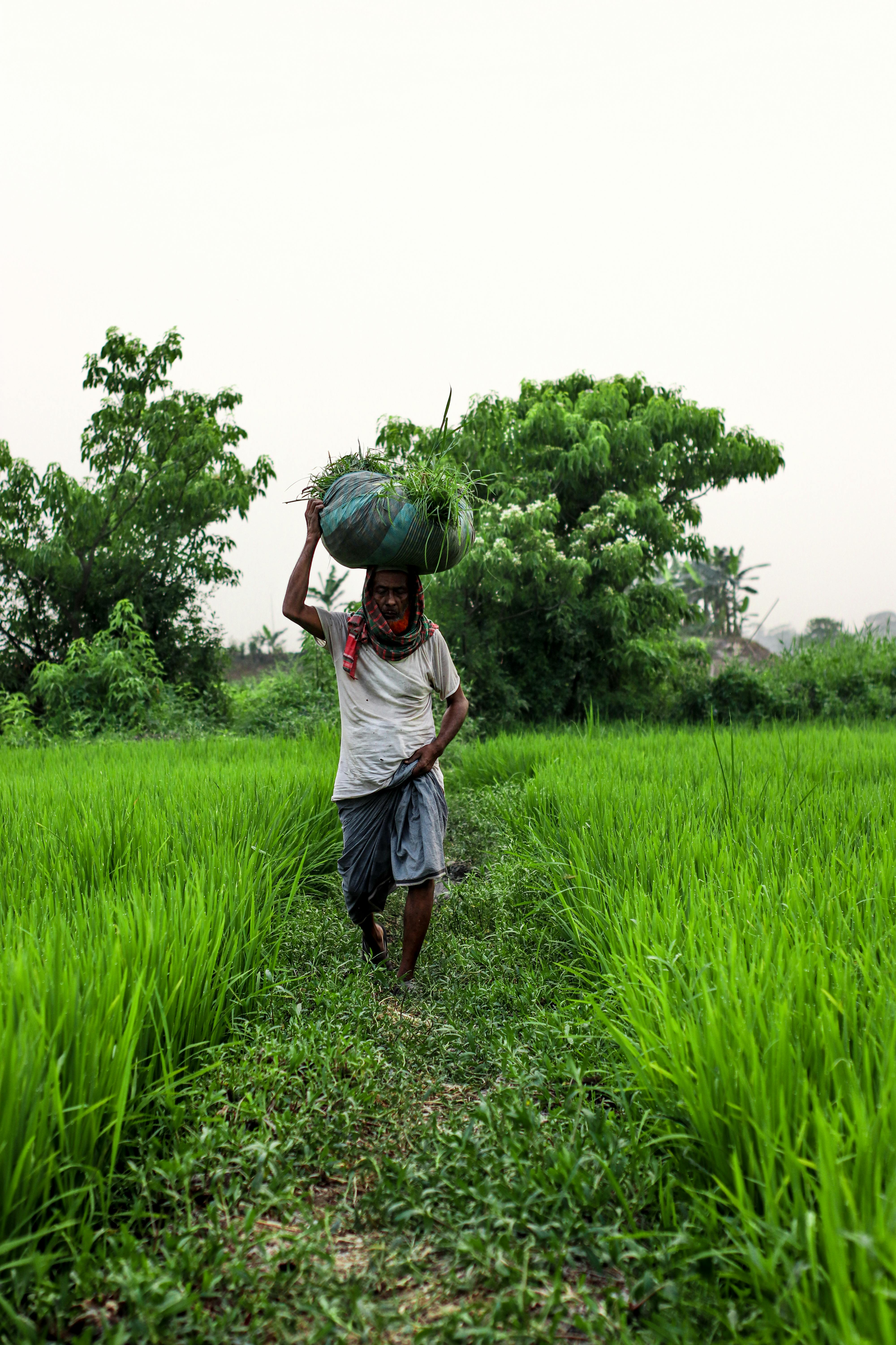 A Man Working in the Farm · Free Stock Photo