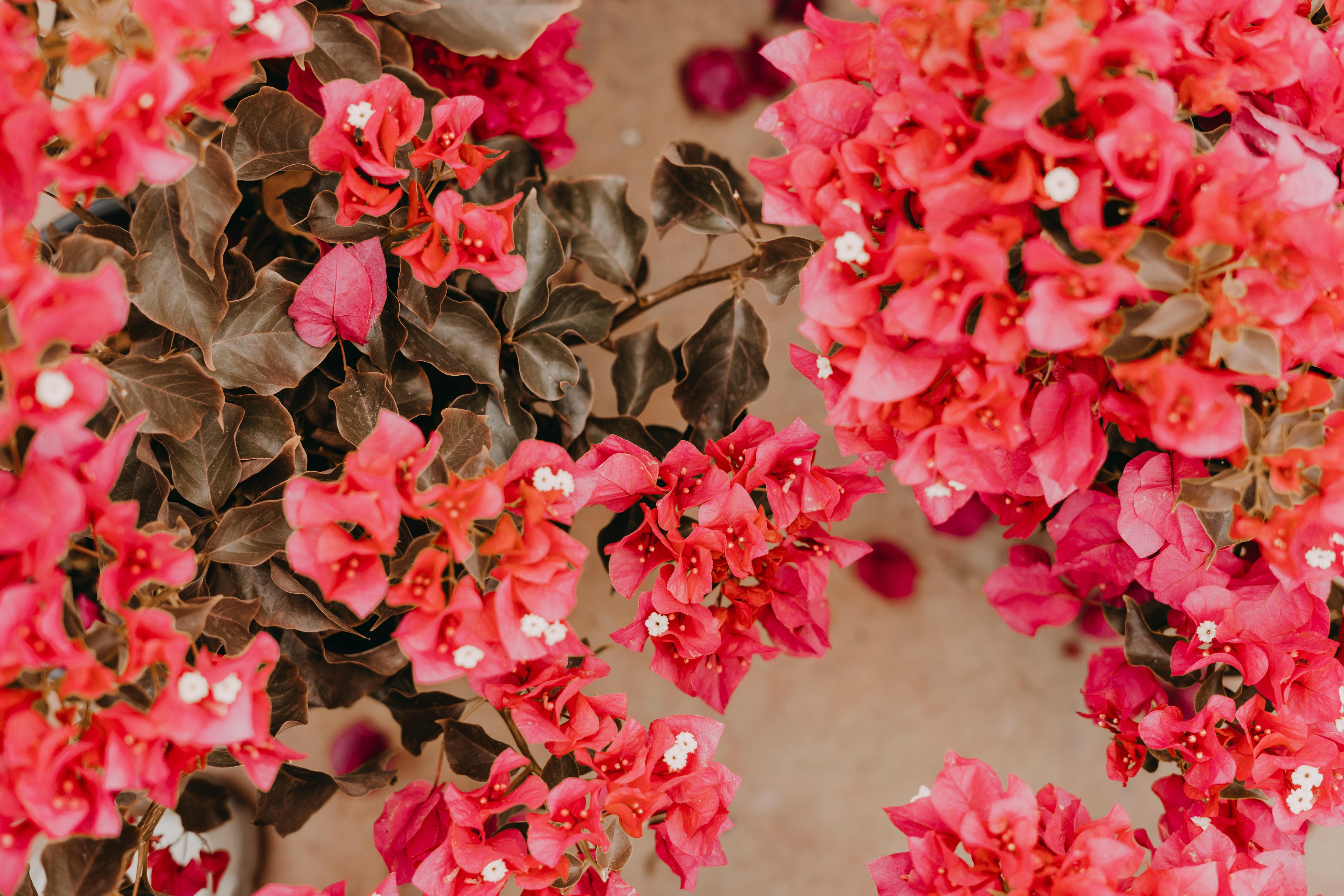 Zen Spring Photos, Download The BEST Free Zen Spring Stock Photos & HD ...