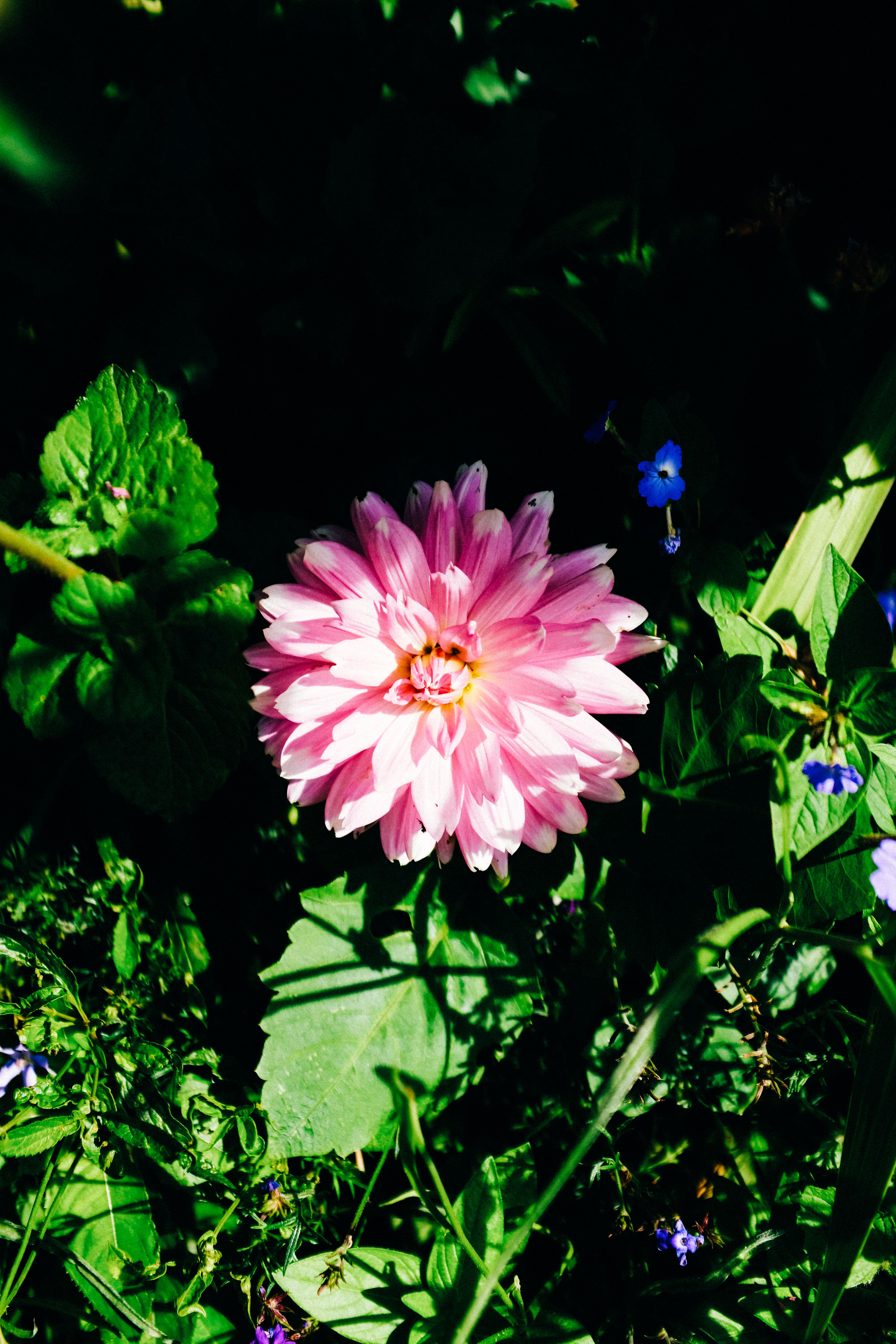 A Pink Flower Surrounded by Leaves · Free Stock Photo