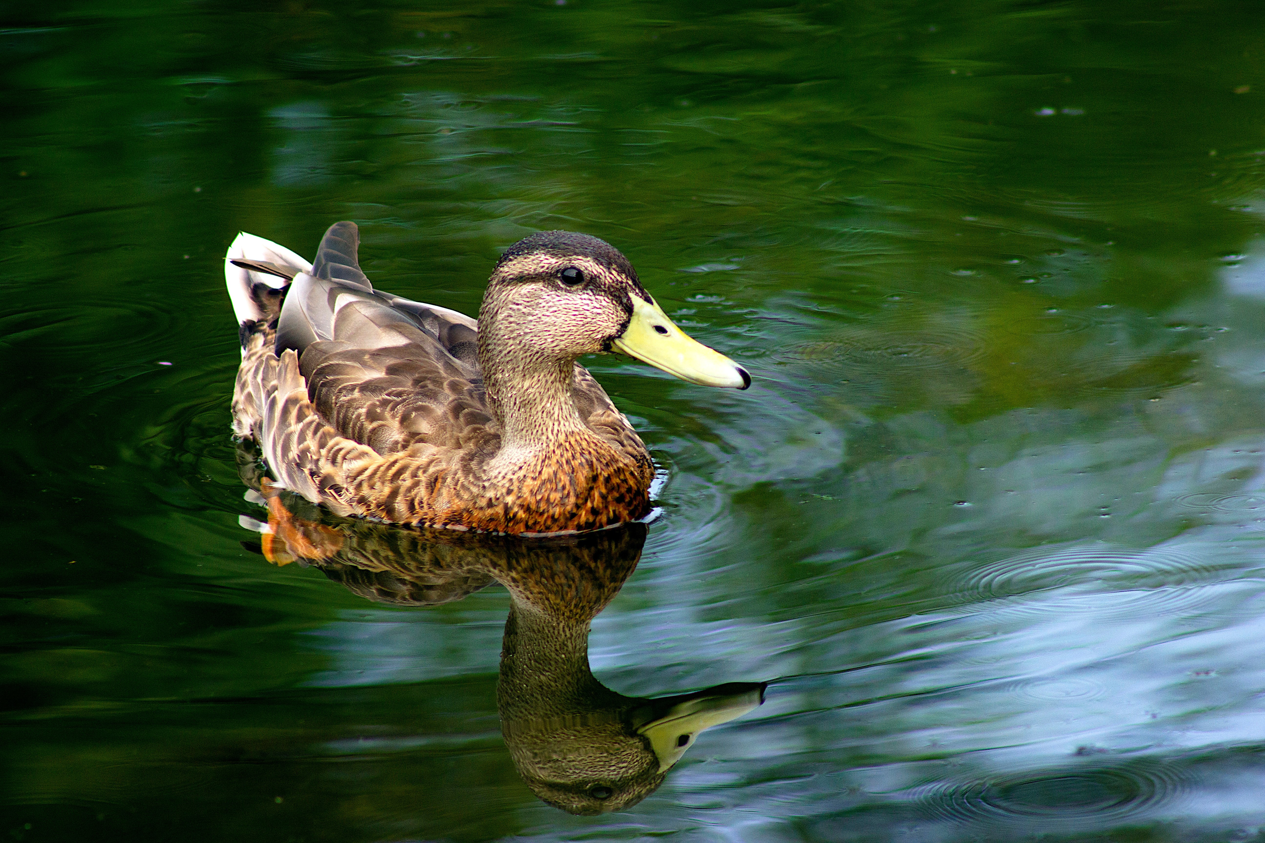 Close-Up Photo of a Brown Mallard · Free Stock Photo