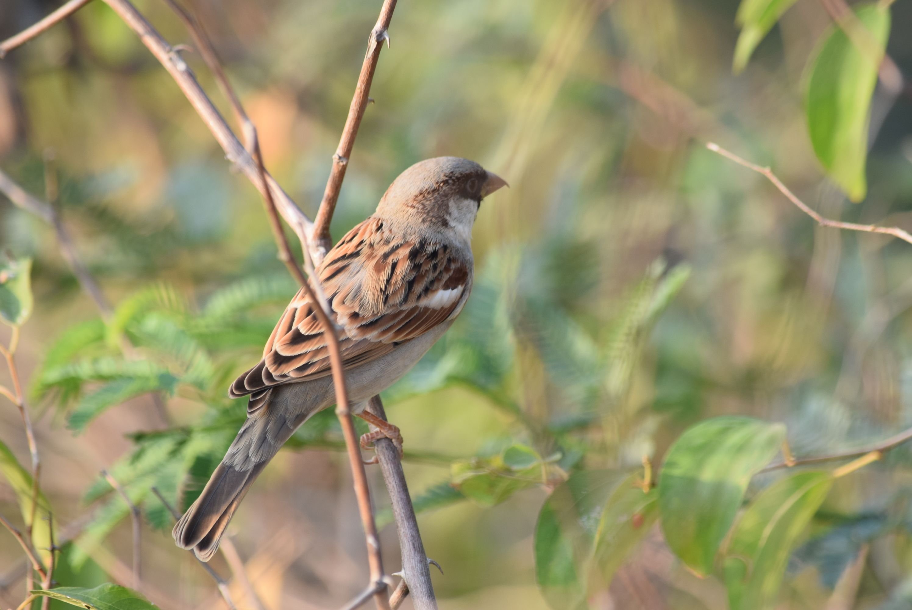 Free stock photo of birds, india, waterbirds