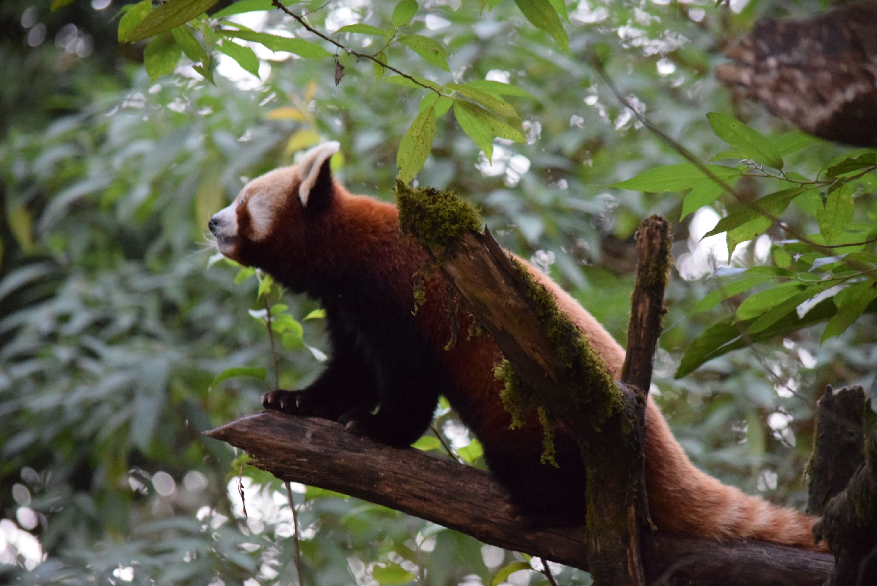 Free stock photo of nepal, redpanda