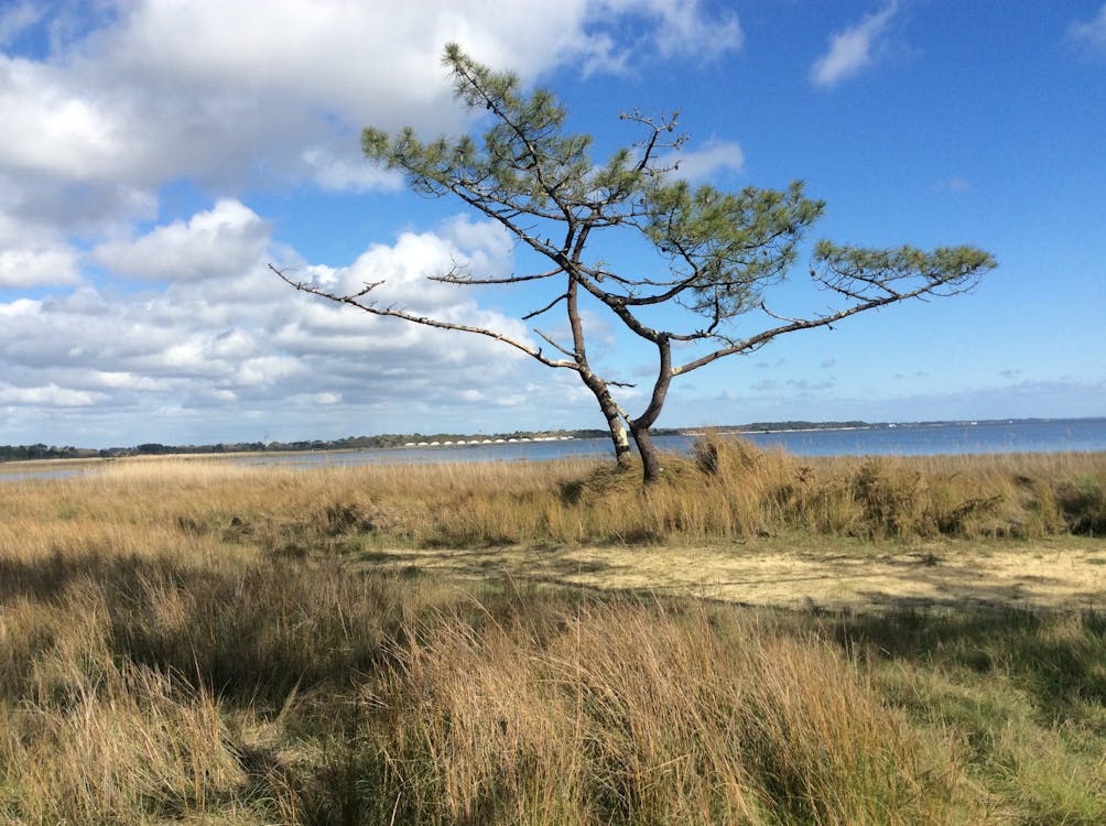 Free stock photo of Bassin d'arcachon, Cap ferret Free stock photo of Bassin d'arcachon, Cap ferret