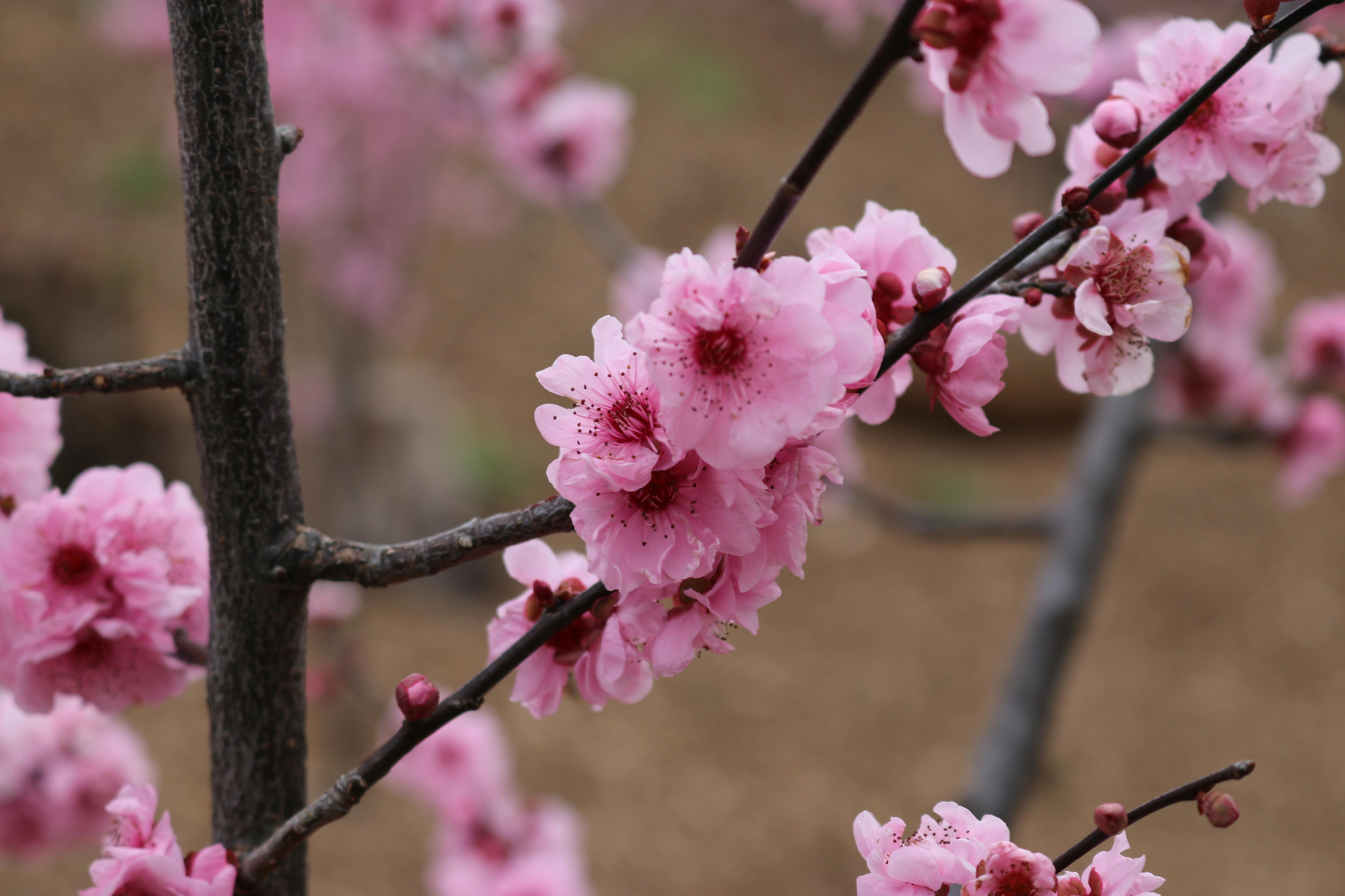 Free stock photo of cherry, cherry blossom, cherry blossoms - Stock ...