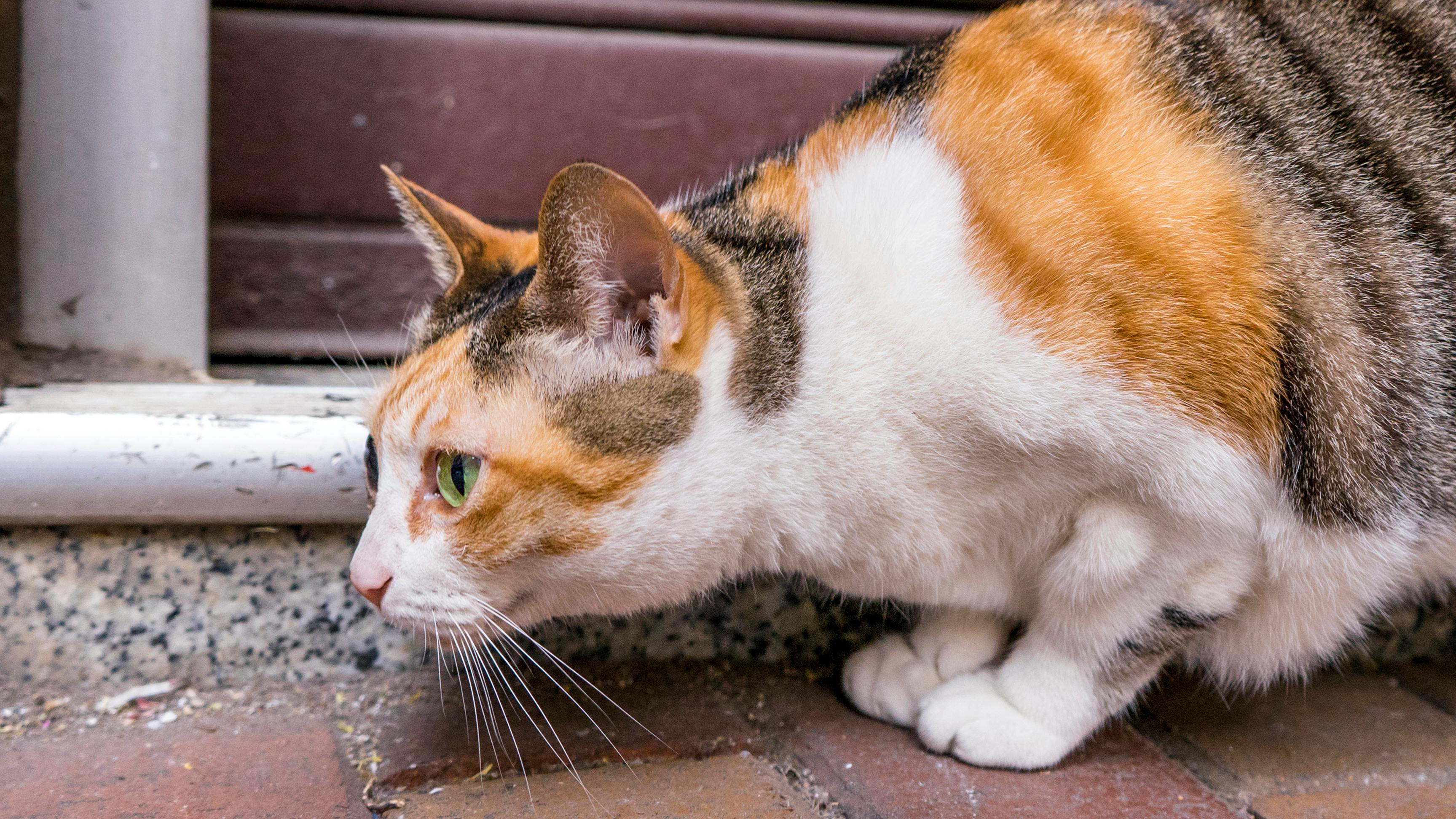 Free stock photo of animal, cat, catch